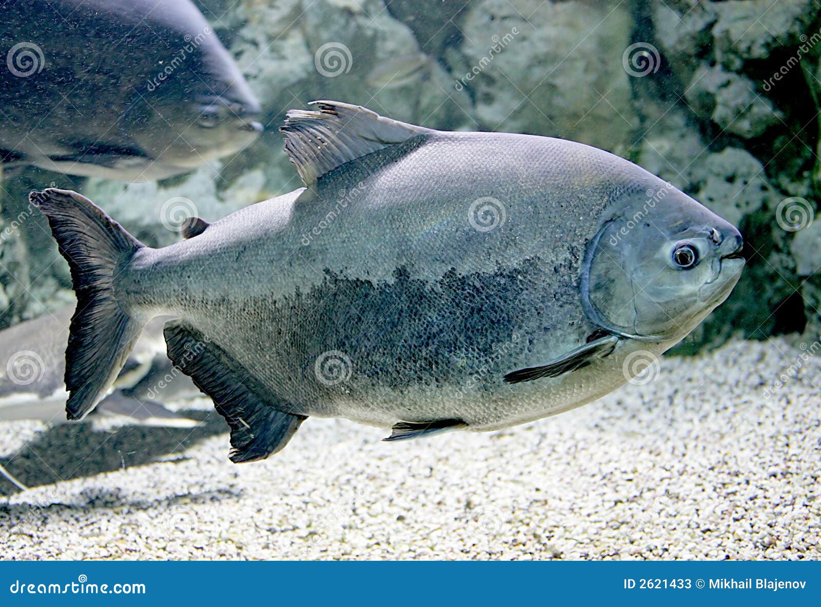 Pacu Fish 1 stock image. Image of poikilotherm, lips, portrait - 2621433