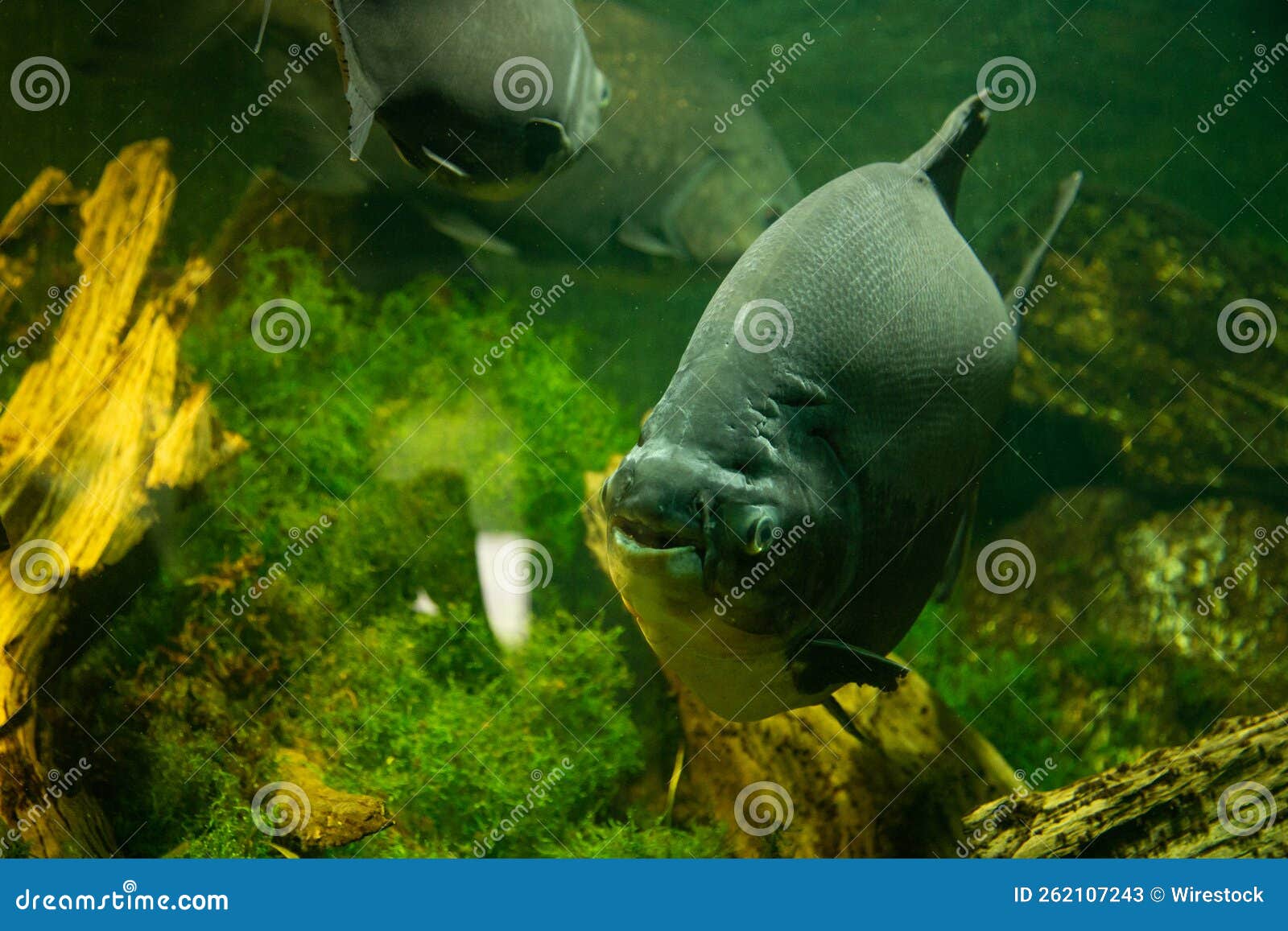 Pacu fish in aquarium stock image. Image of pacu, piranha - 262107243