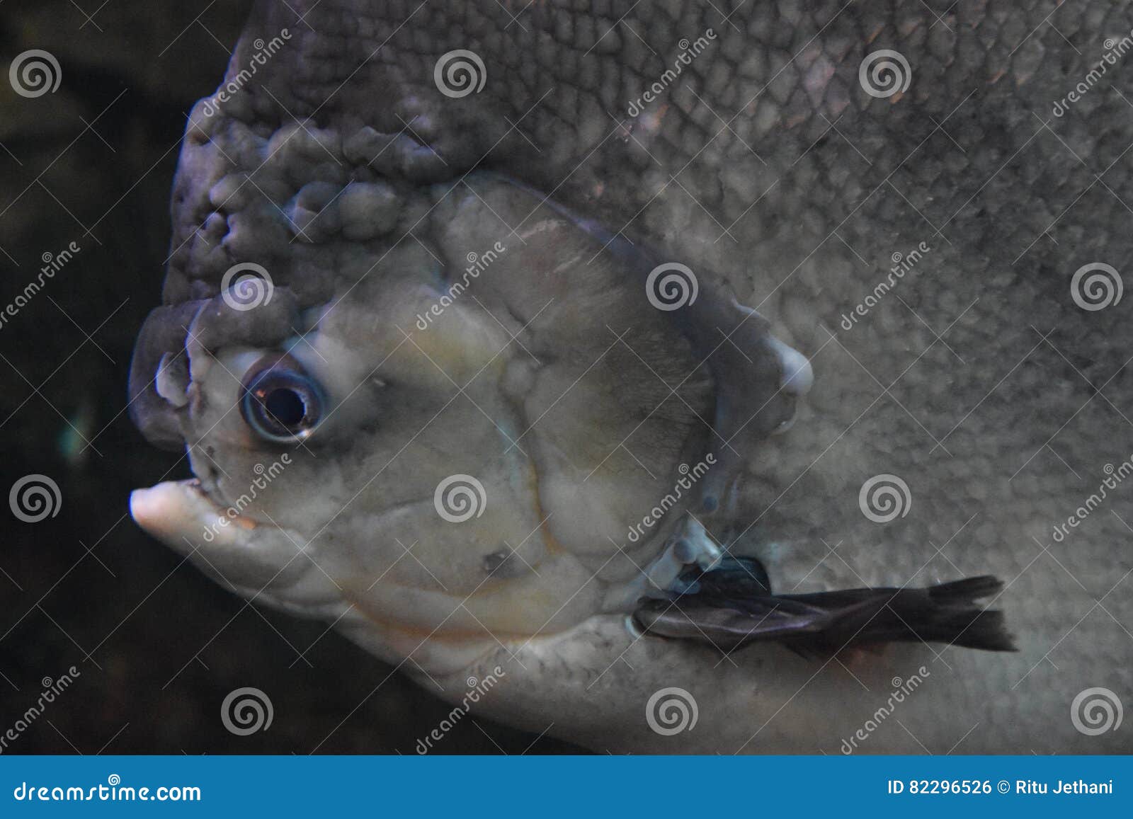 Pacu Fish stock photo. Image of serrasalmidae, orinoco - 82296526