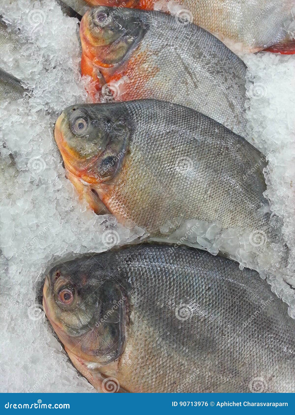 Pacu Fish on Ice at Supermarket Stock Photo - Image of market, shop ...