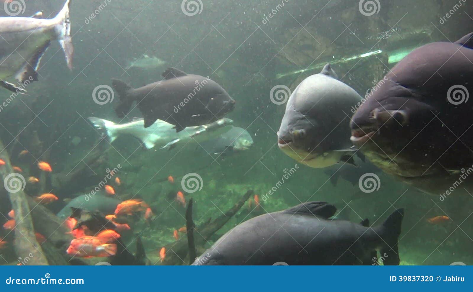 Pacu Fish In Aquarium