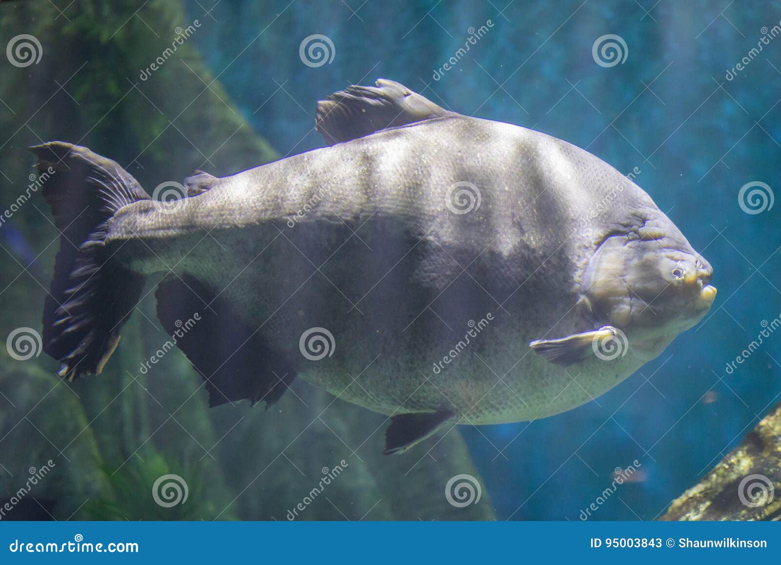 Pacu Fish stock image. Image of fishes, america, life - 95003843