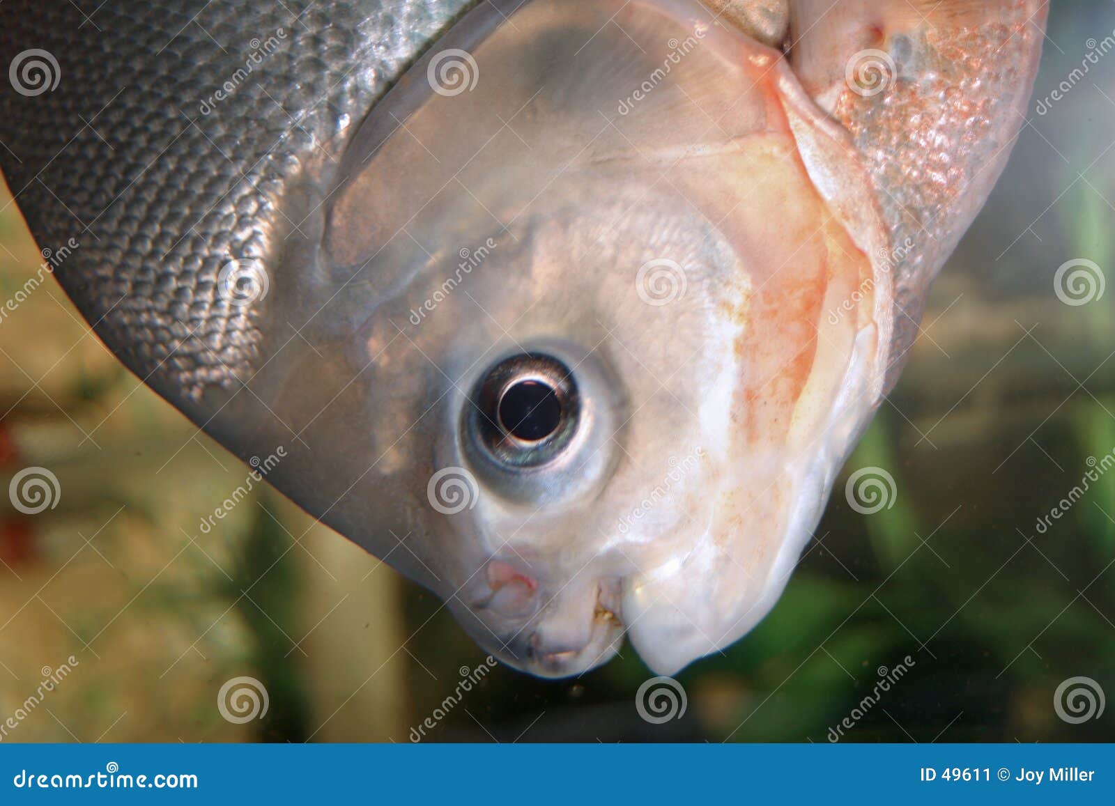 Pacu paradise stock image. Image of nature, closeup, pirana - 49611