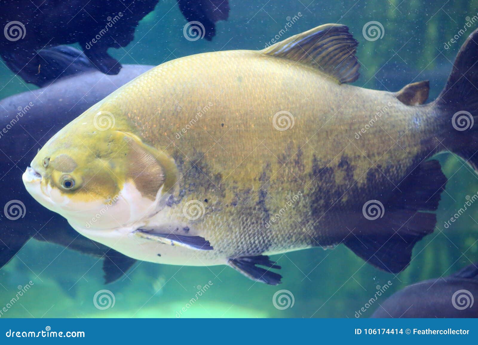 Pacu Rojo-hinchado foto de archivo. Imagen de fresco - 106174414