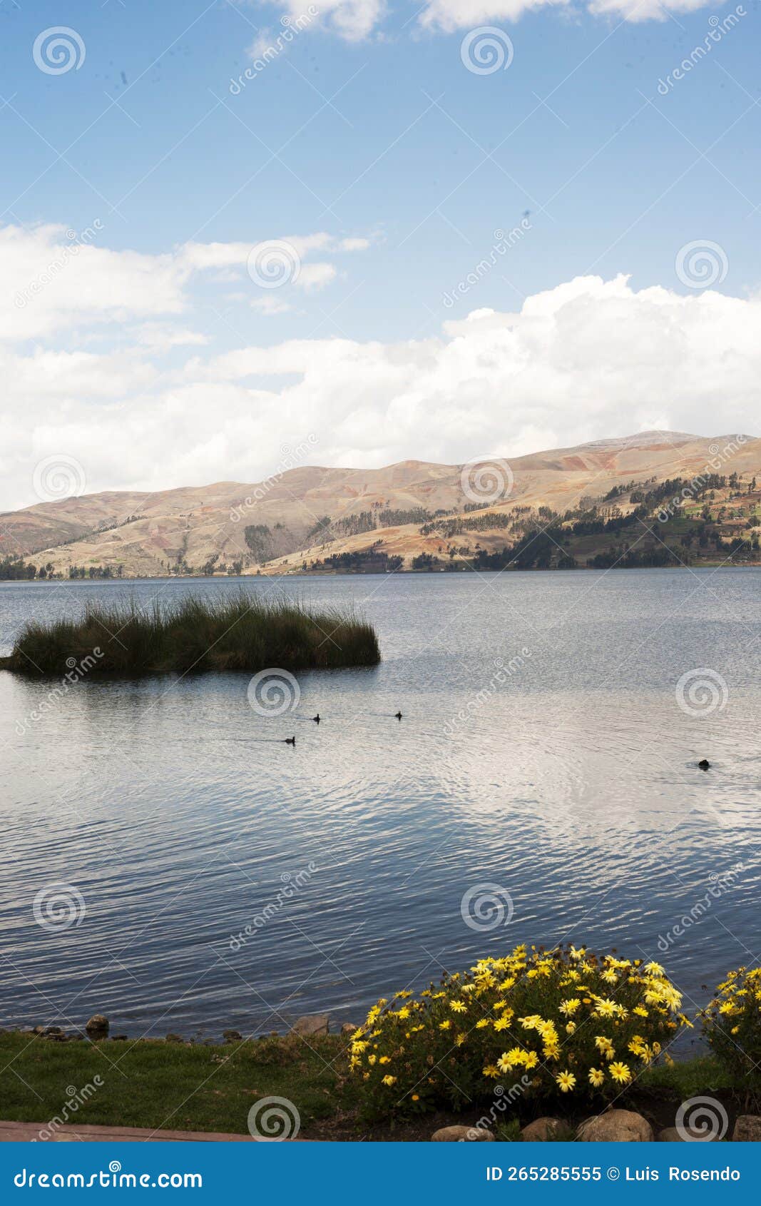 Pacucha Lake Coast and Flower in Abancay, Stock Image - Image of ...
