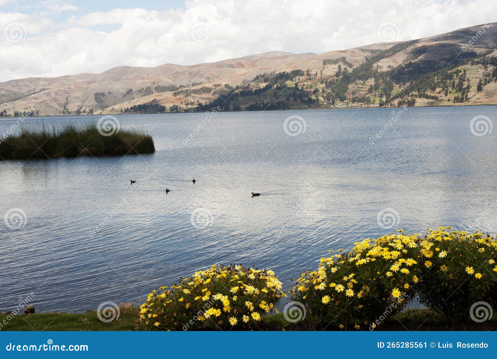 Pacucha Lake Coast and Flower in Abancay, Stock Image - Image of ...