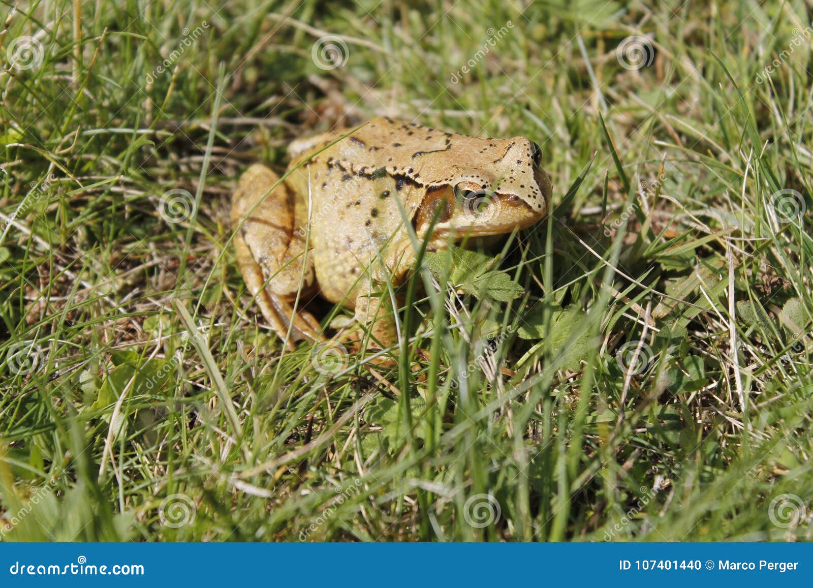 Pad stock foto. Image of fauna, macro, dier, gras, giftig - 107401440