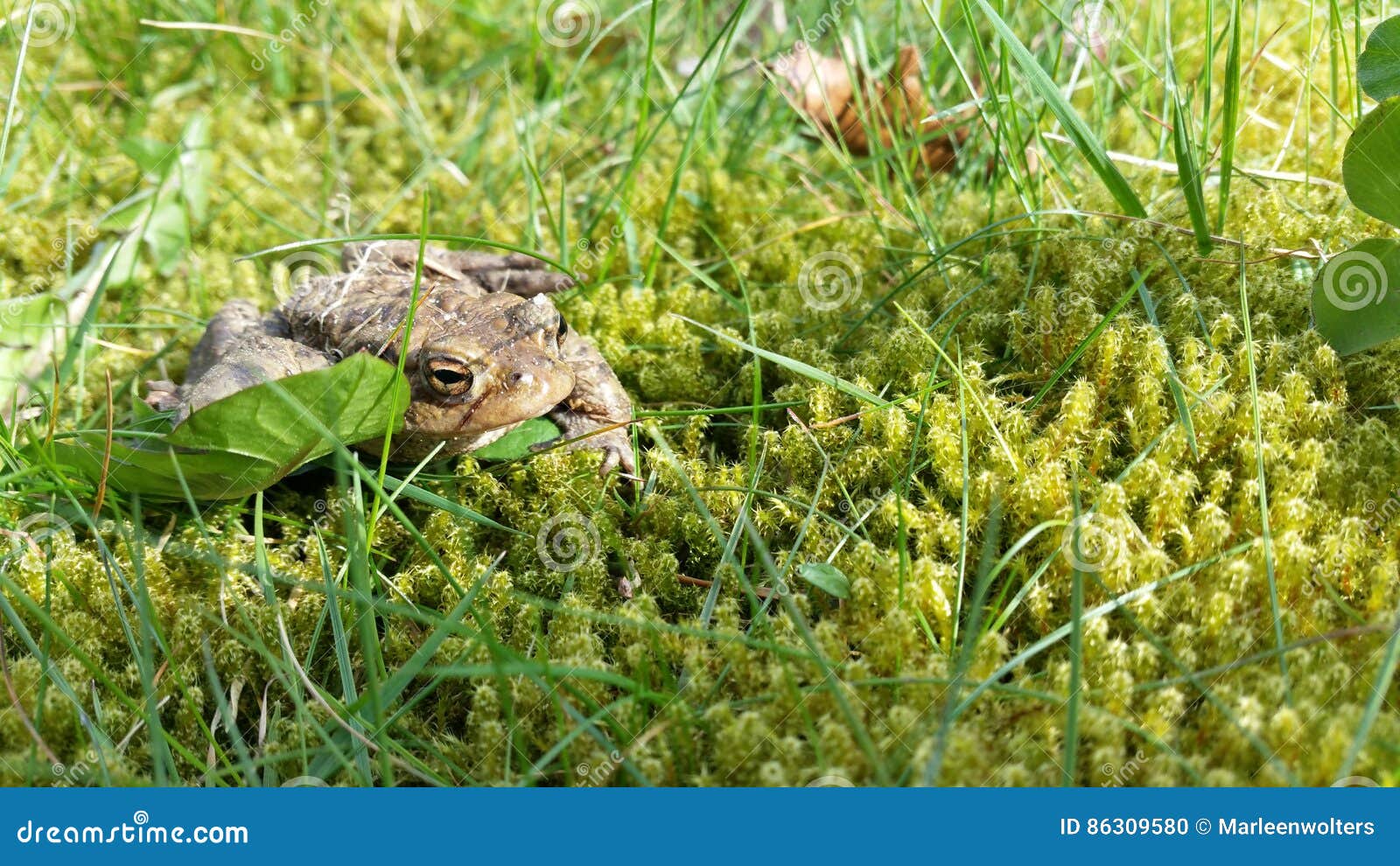 Pad stock foto. Image of bruin, groen, amfibie, dier - 86309580