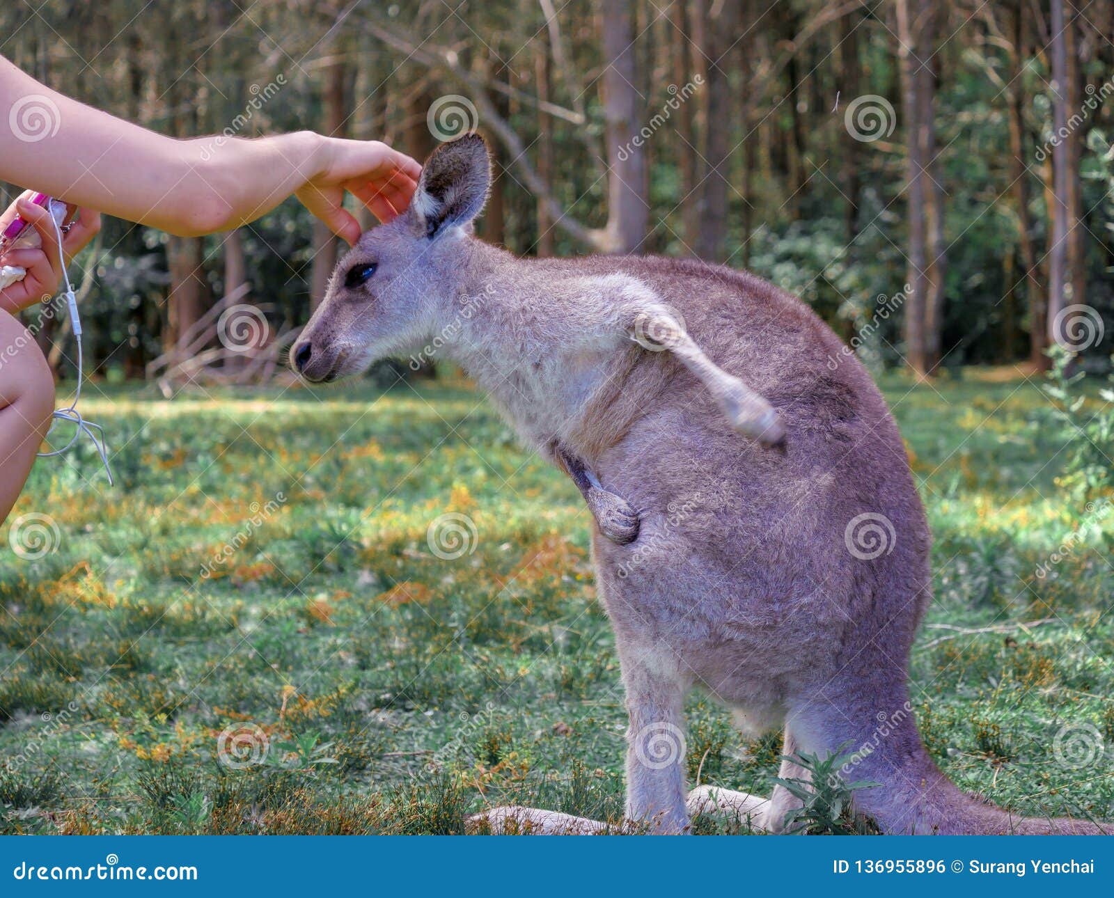 Kangaroo stock photo. Image of little, tree, hand, play - 136955896