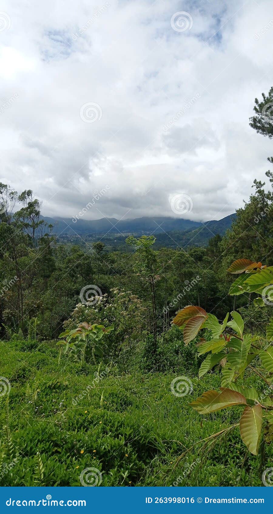 Padang& X27;s Mountain at Ciwidey West Java Stock Photo - Image of ...