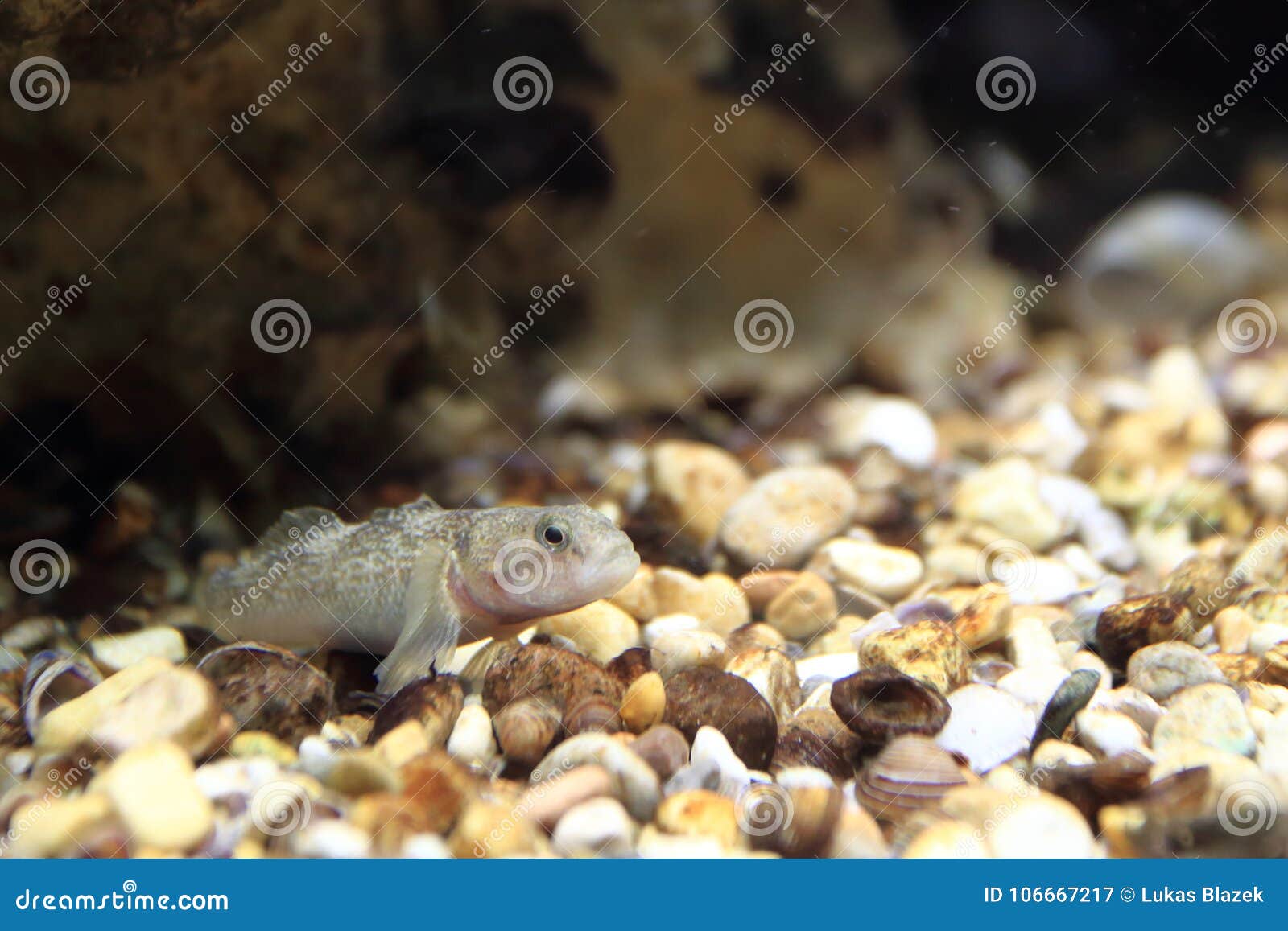 Padanian Goby Stock Photos - Free & Royalty-Free Stock Photos from ...