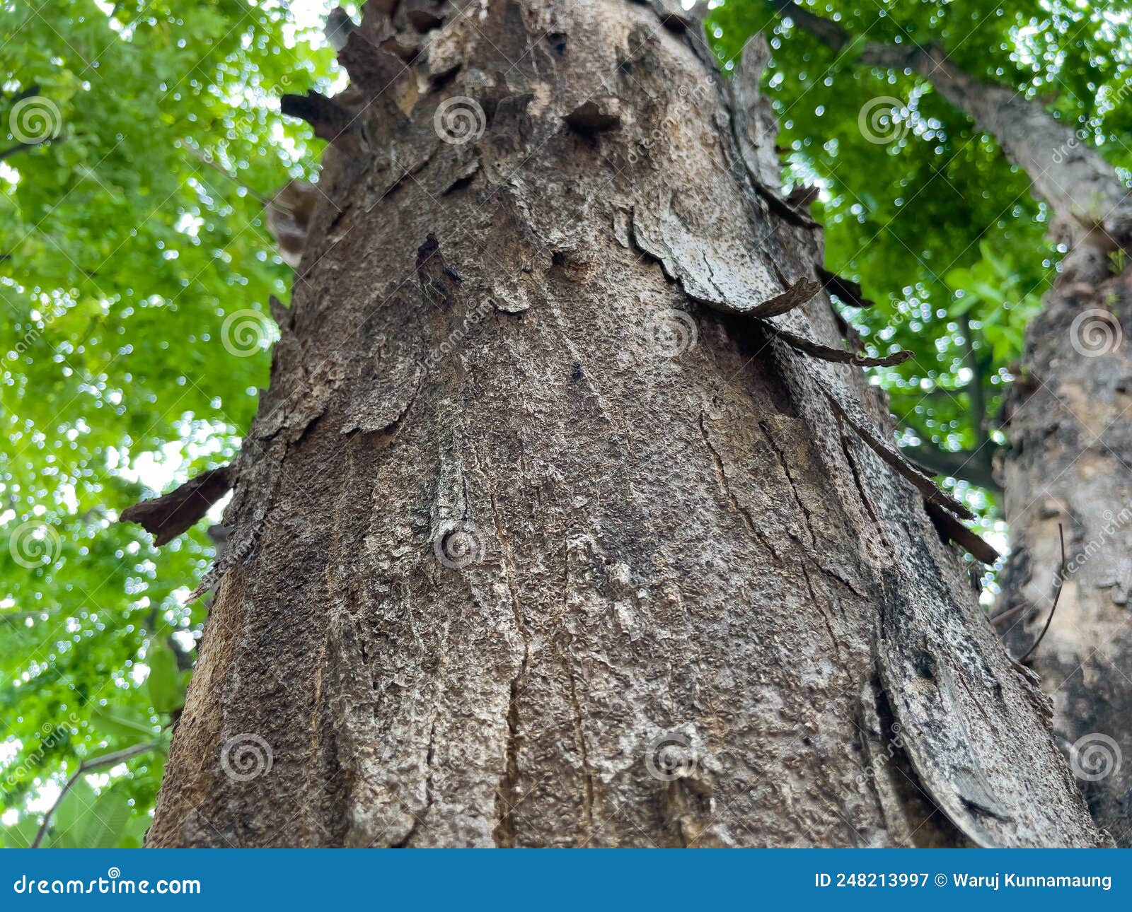 The Padauk Tree Has a Brown Trunk. Stock Image - Image of bark, soil ...