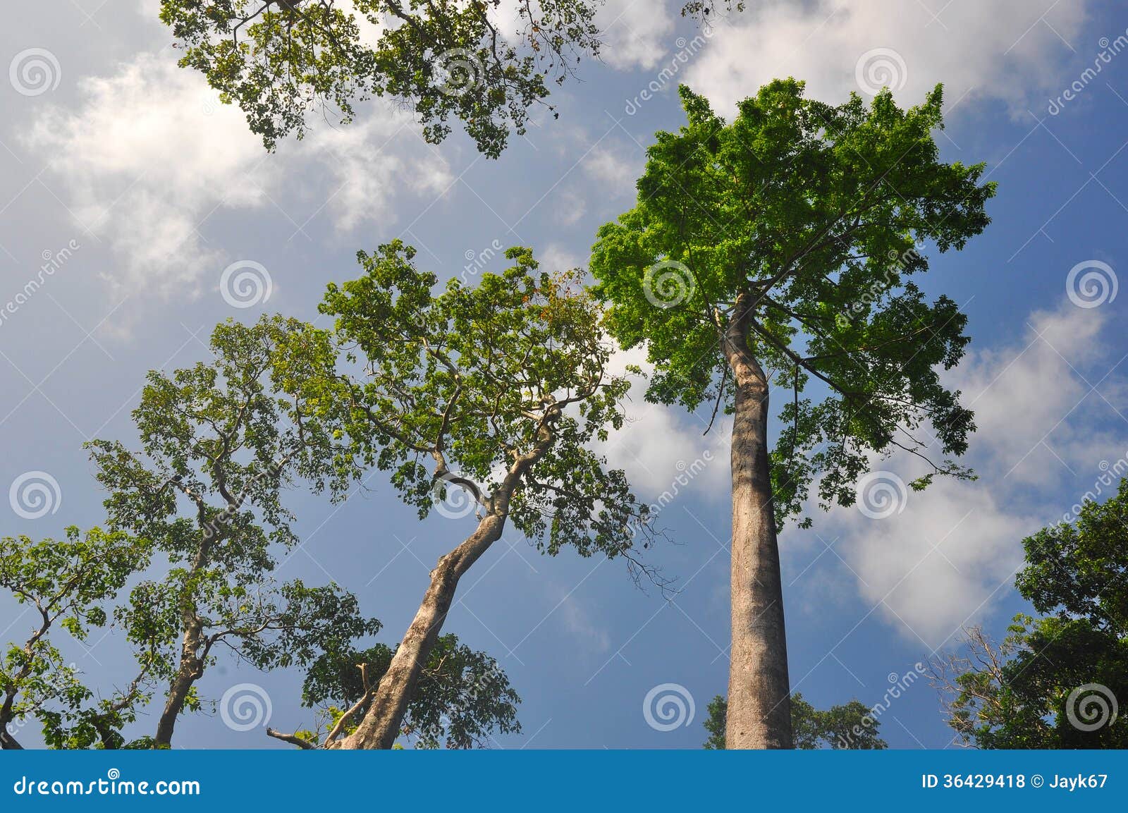 Tree with blue sky stock photo. Image of pterocarpus - 36429418
