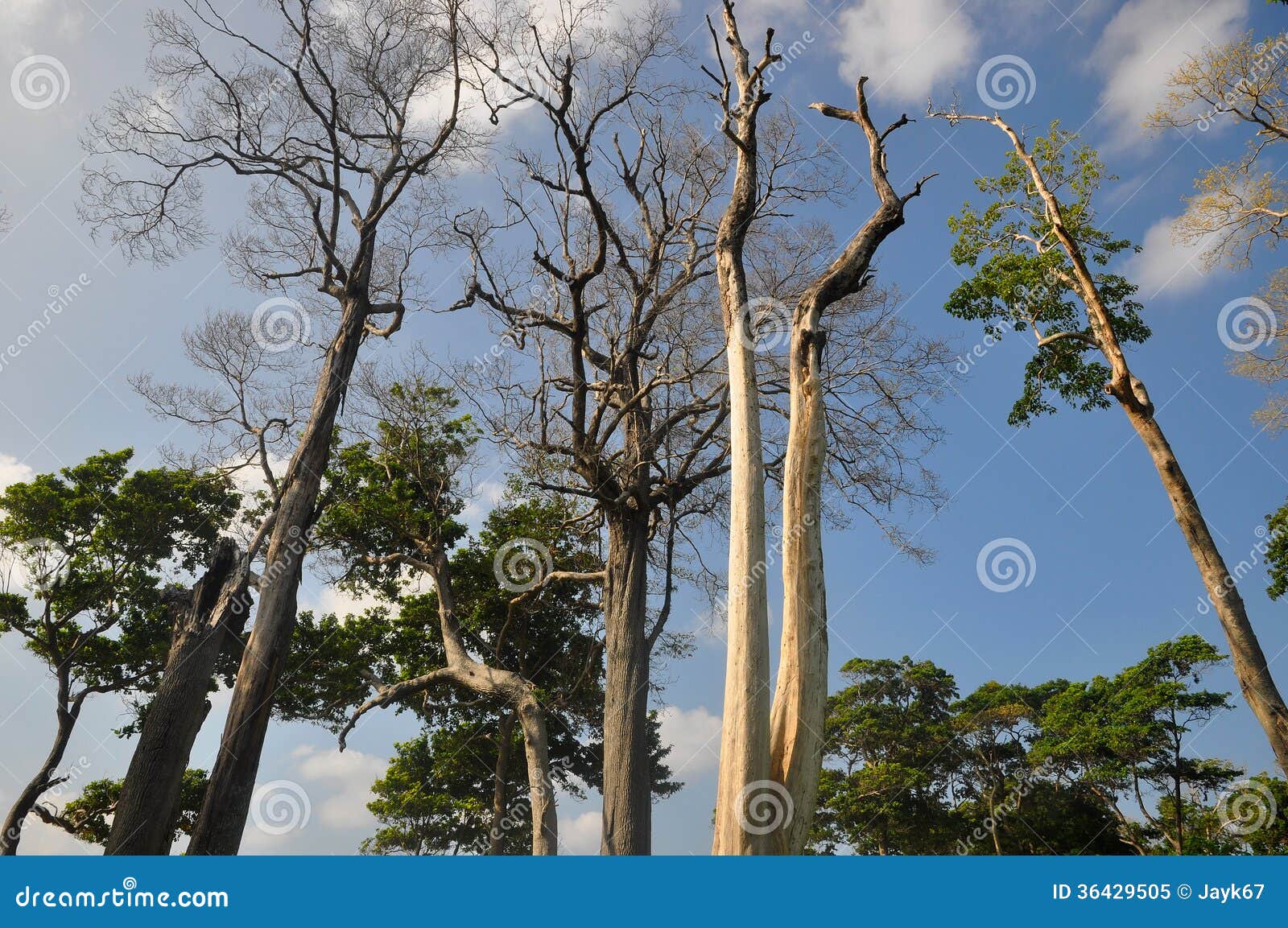 Padauk tree stock image. Image of islands, tree, timber - 36429505