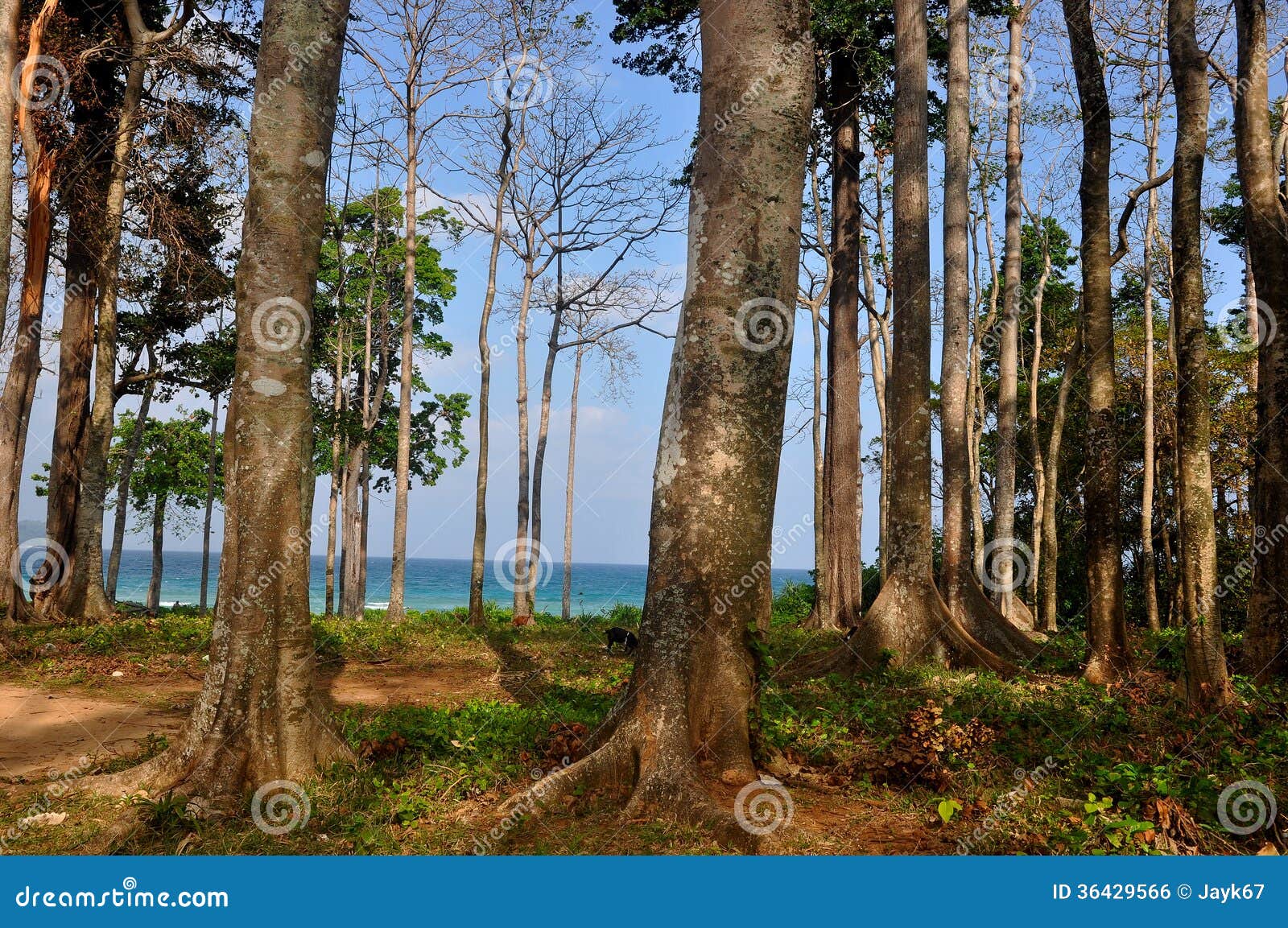 Forest trees stock photo. Image of padauk, heavy, trees - 36429566