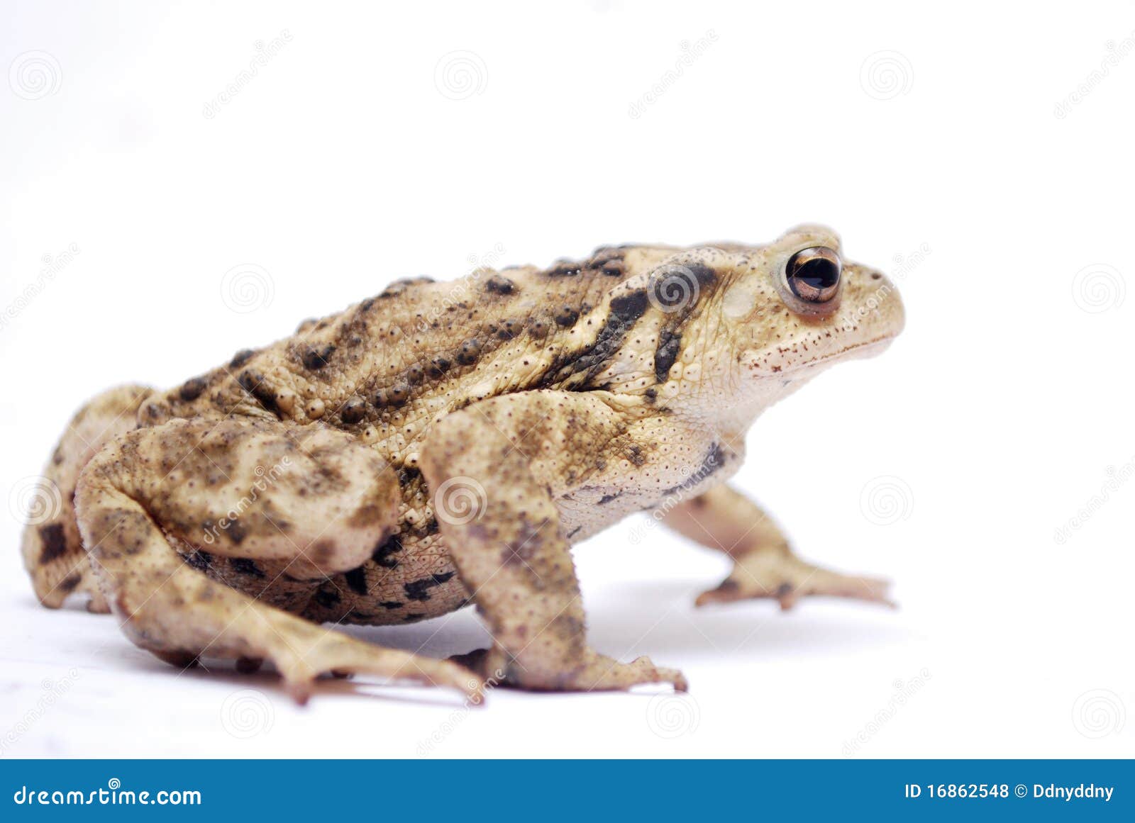 Padda arkivfoto. Bild av enkelt, groda, vitt, fult, öga - 16862548