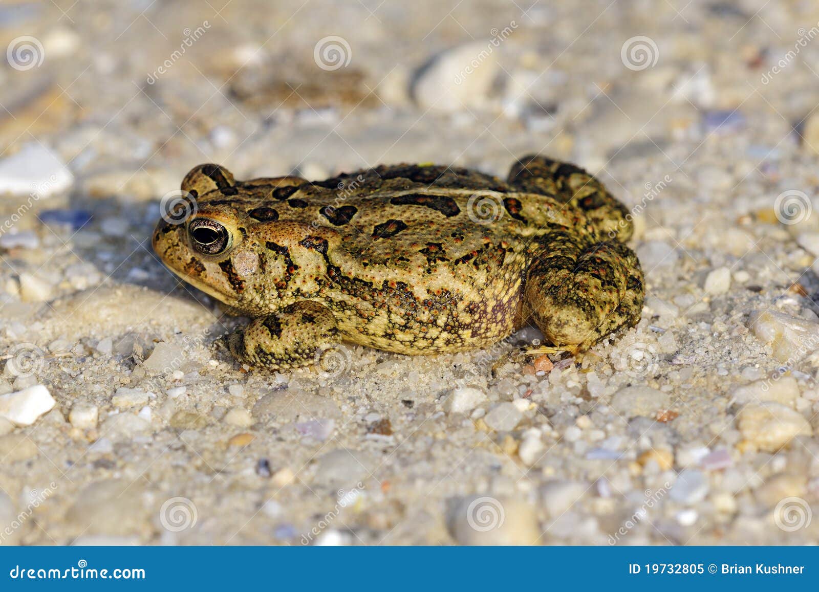 Padda fotografering för bildbyråer. Bild av groda, padda - 19732805