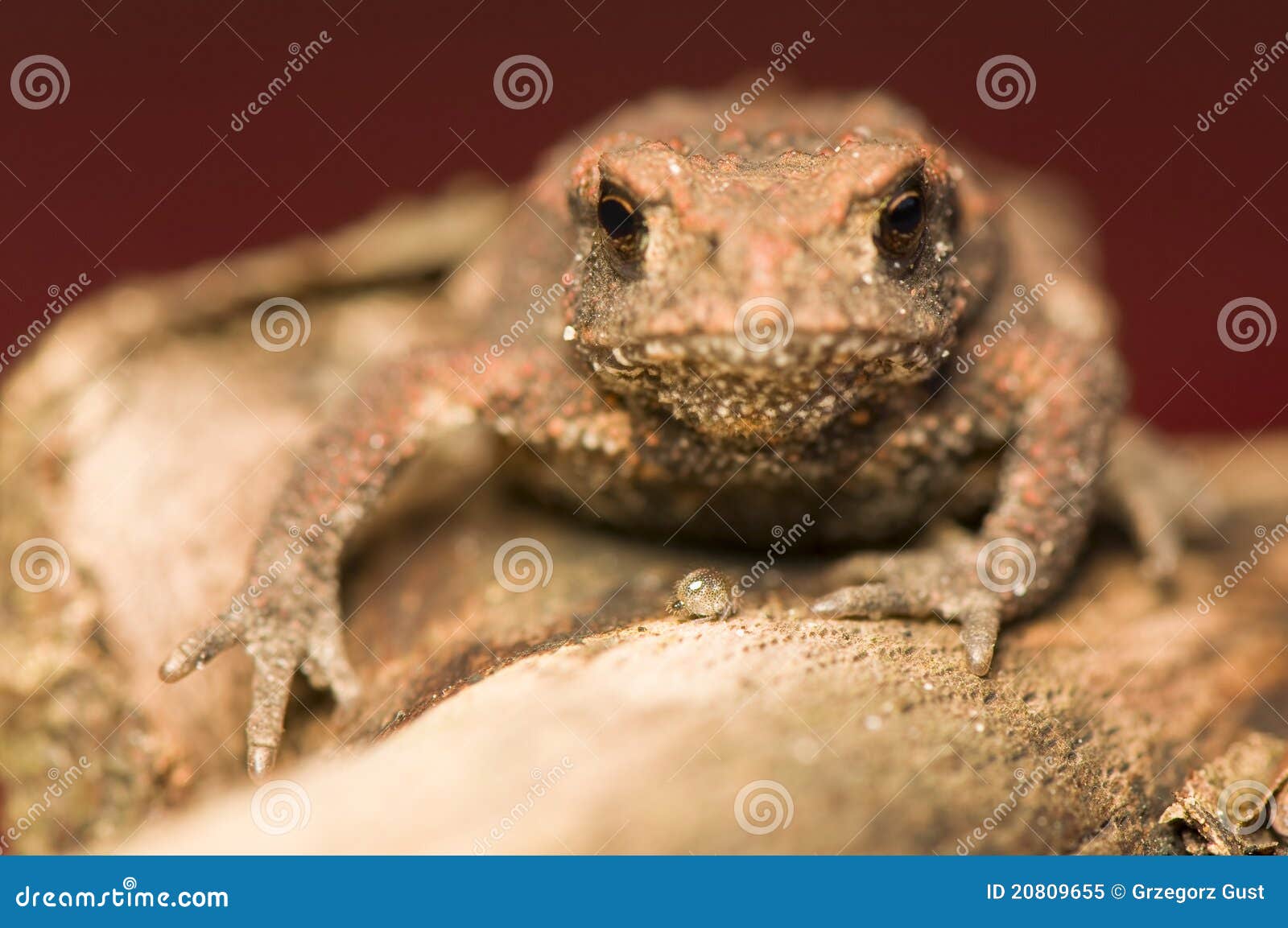 Padda fotografering för bildbyråer. Bild av medf8ort - 20809655