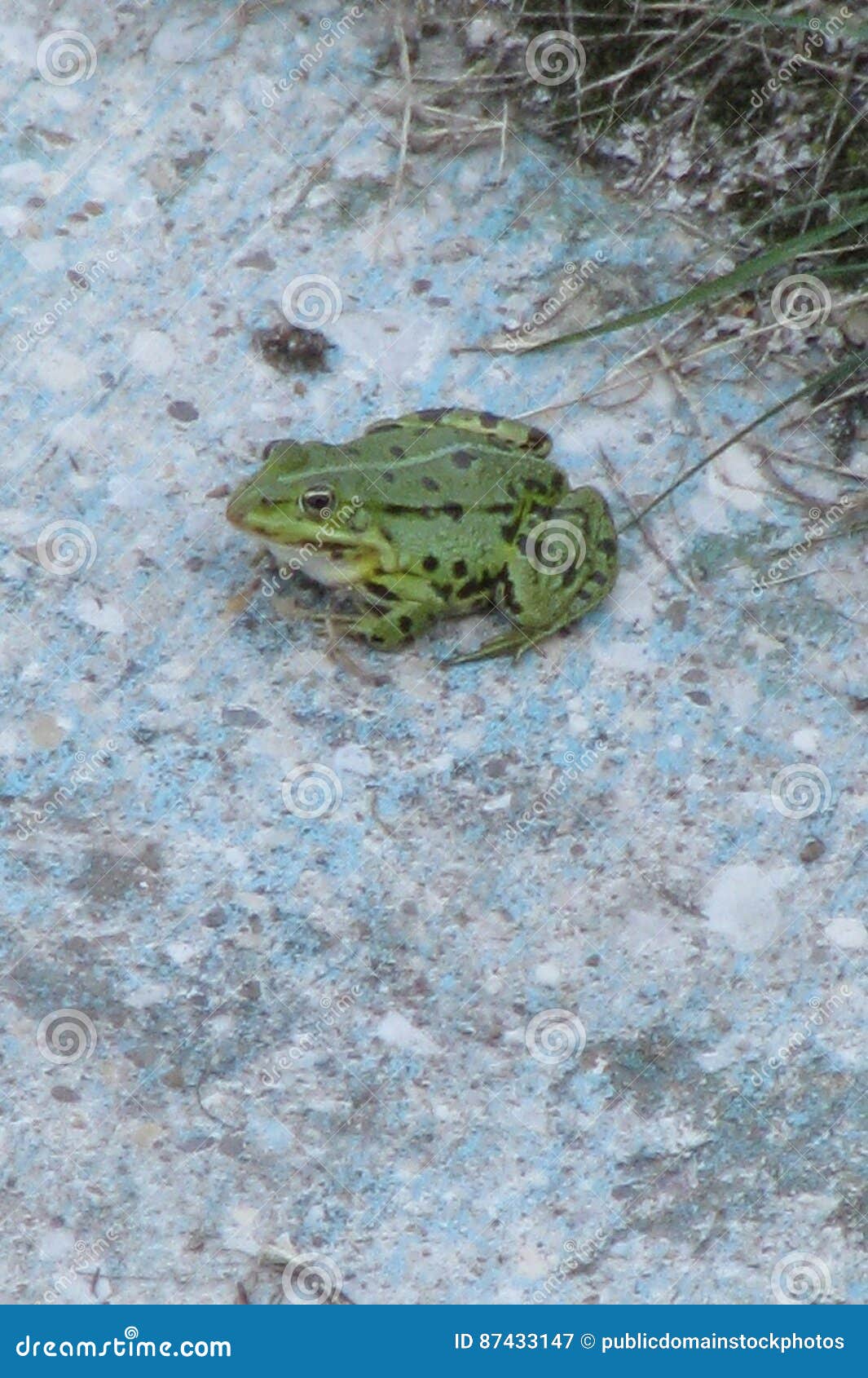 Padda Bild. Bild: 87433147