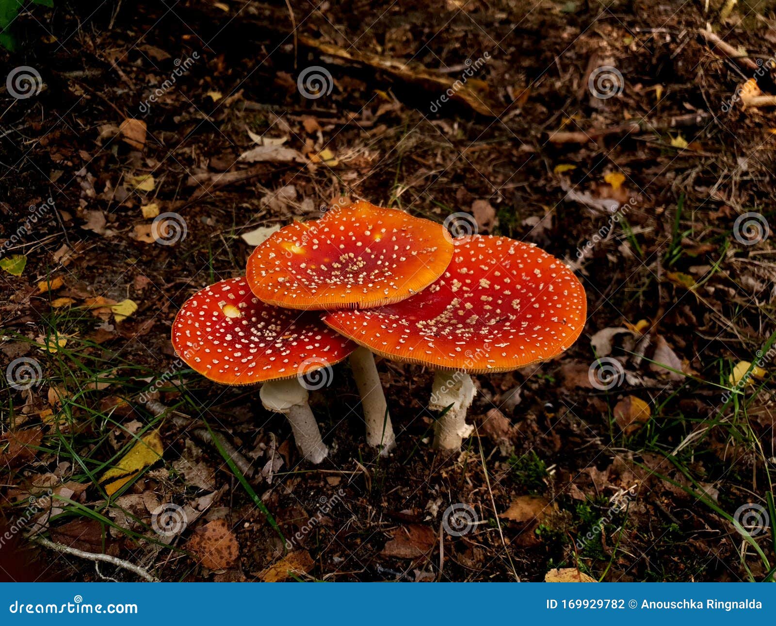 Paddenstoelen Rode Witte Stippen Stock Foto - Image of paddestoelen ...