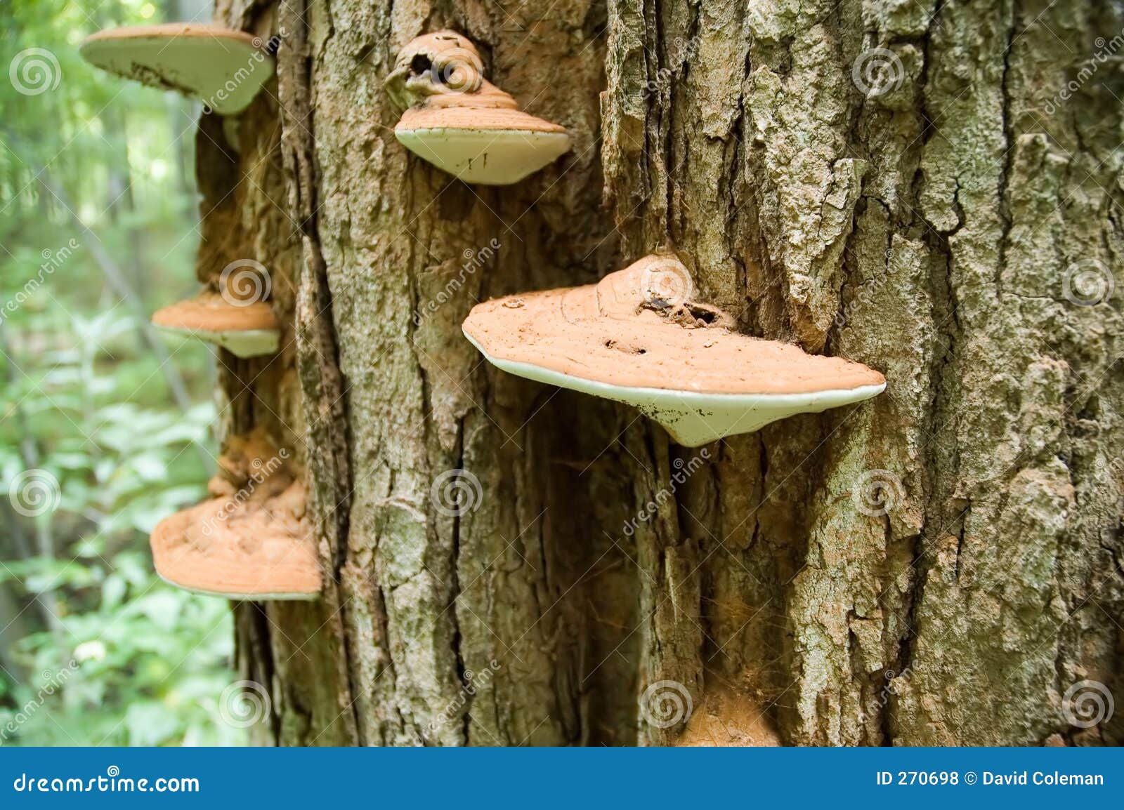 Paddestoelen op Boom stock foto. Image of paddestoel, sinaasappel - 270698