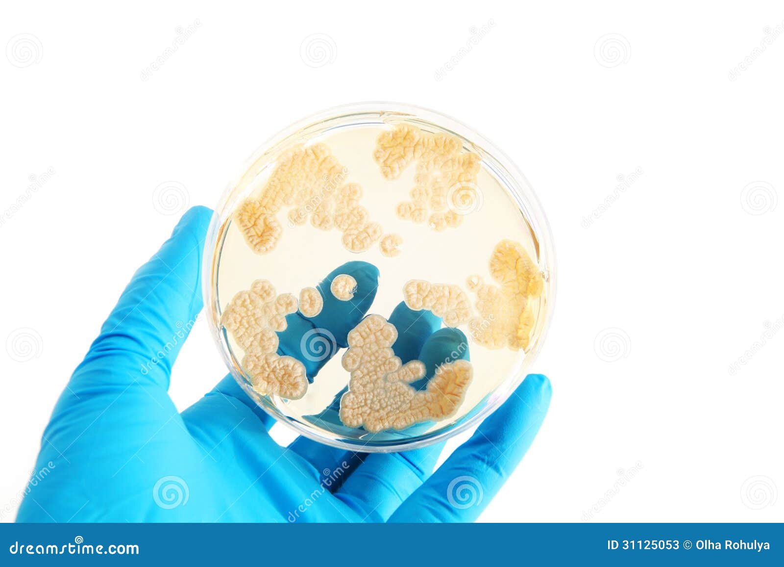 Paddestoelenmicro-organismen Op Agar-agarplaat Stock Afbeelding - Image ...