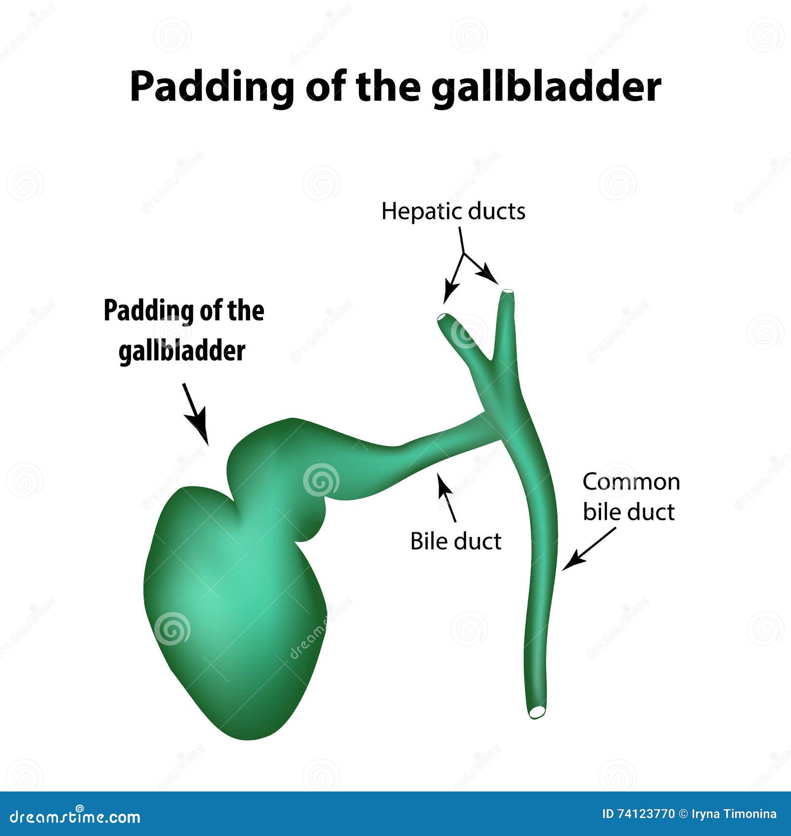 Diagram Of The Gallbladder