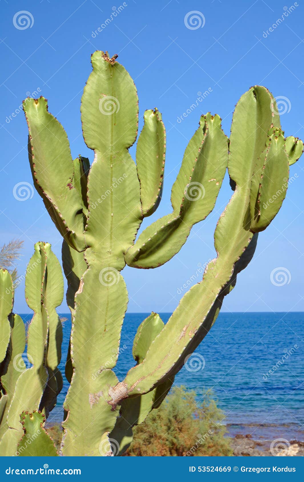 Paddle cactus stock image. Image of prickle, corfu, flora - 53524669
