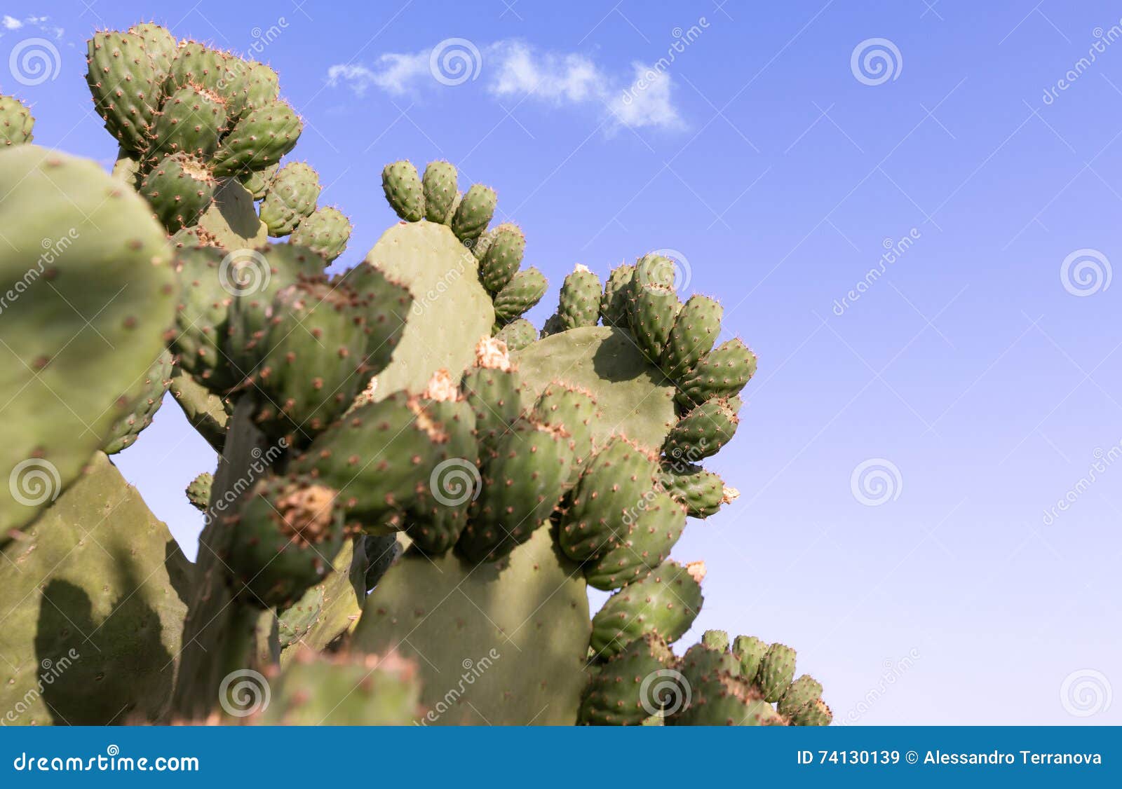Paddle cactus stock image. Image of green, boulders, rocks - 74130139