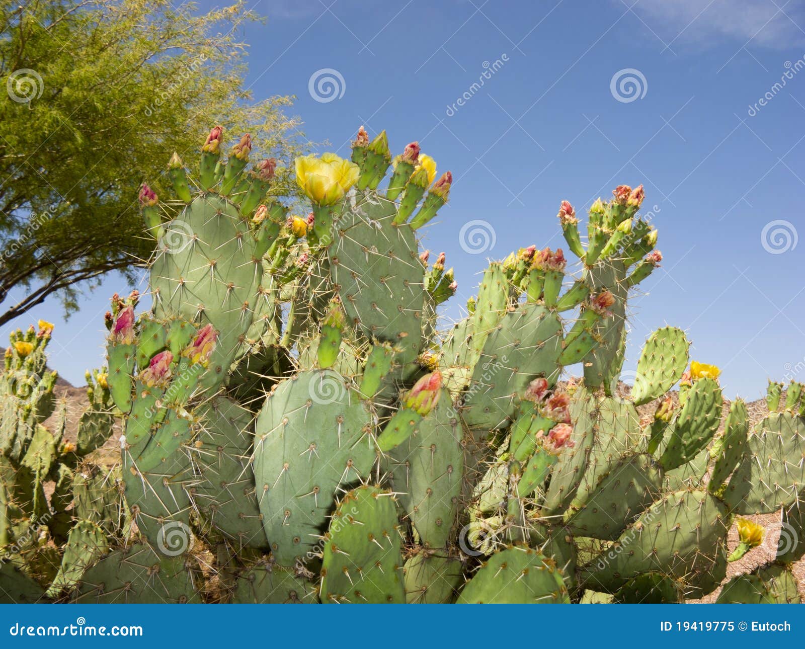 Arizona Paddle Cactus stock image. Image of blooming - 19419775
