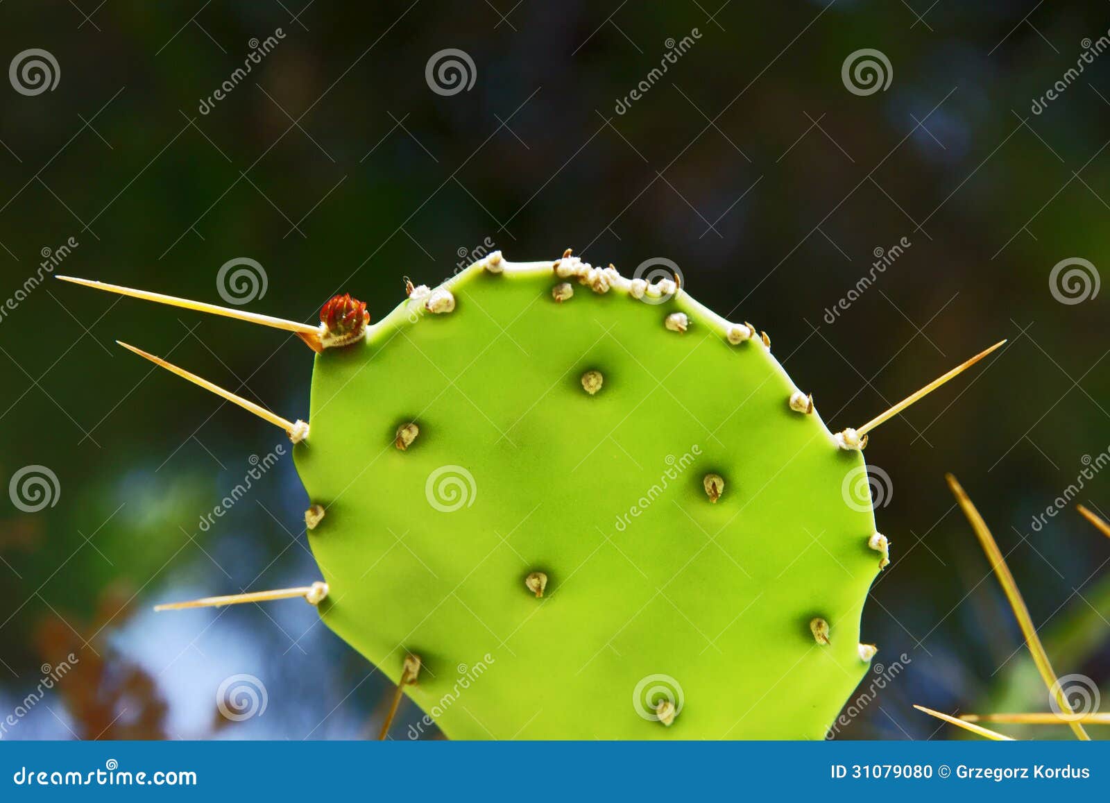 Paddle Cactus in Zakynthos Island Stock Photo - Image of nature, island ...