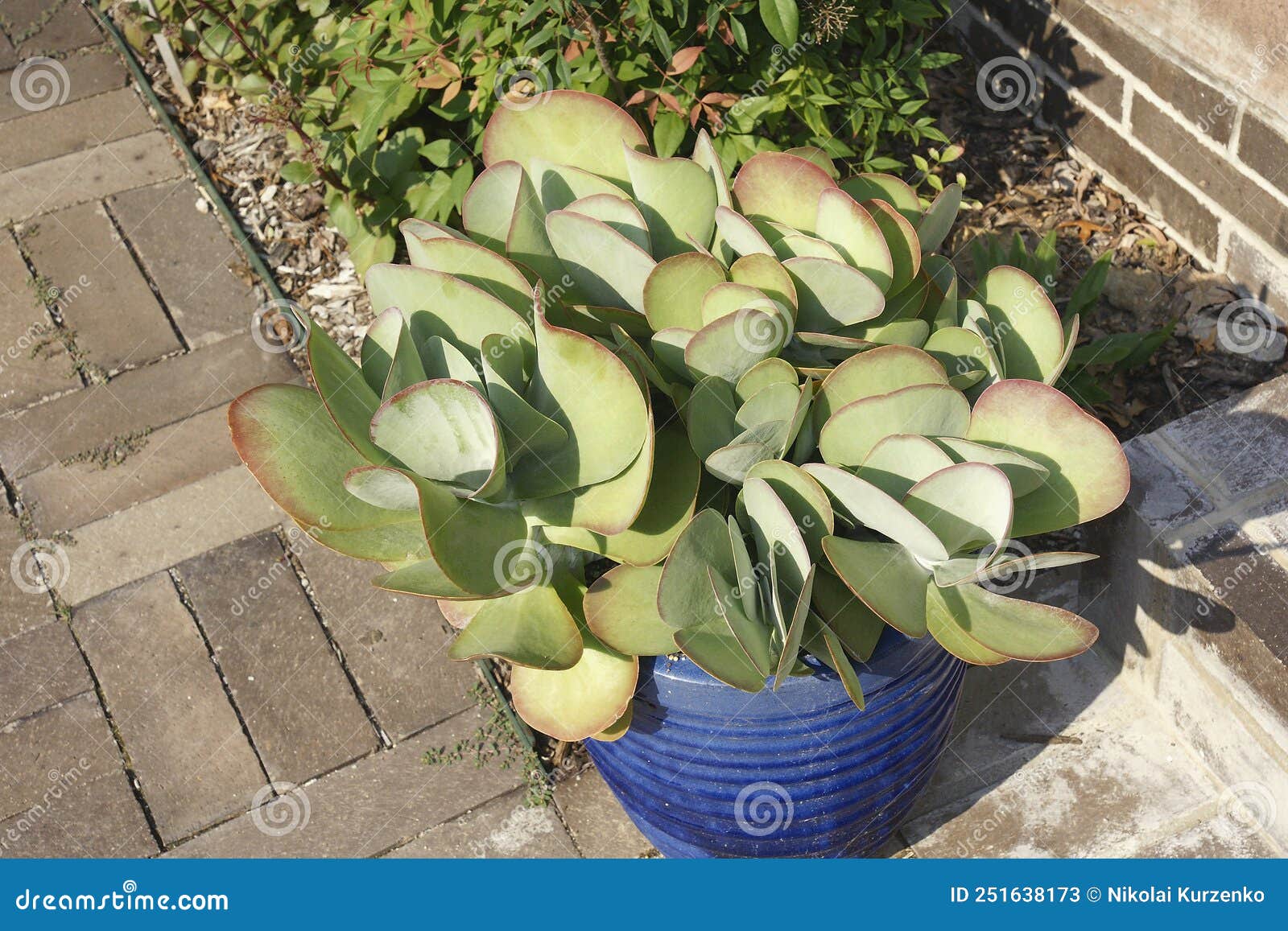 General View of Paddle Plant Stock Image - Image of biology, botany ...