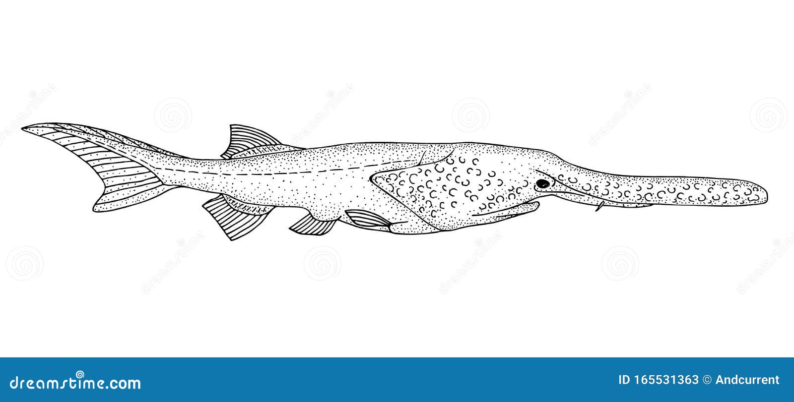 Paddlefish. Black Hand Drawing Outline Vector Image. | CartoonDealer ...