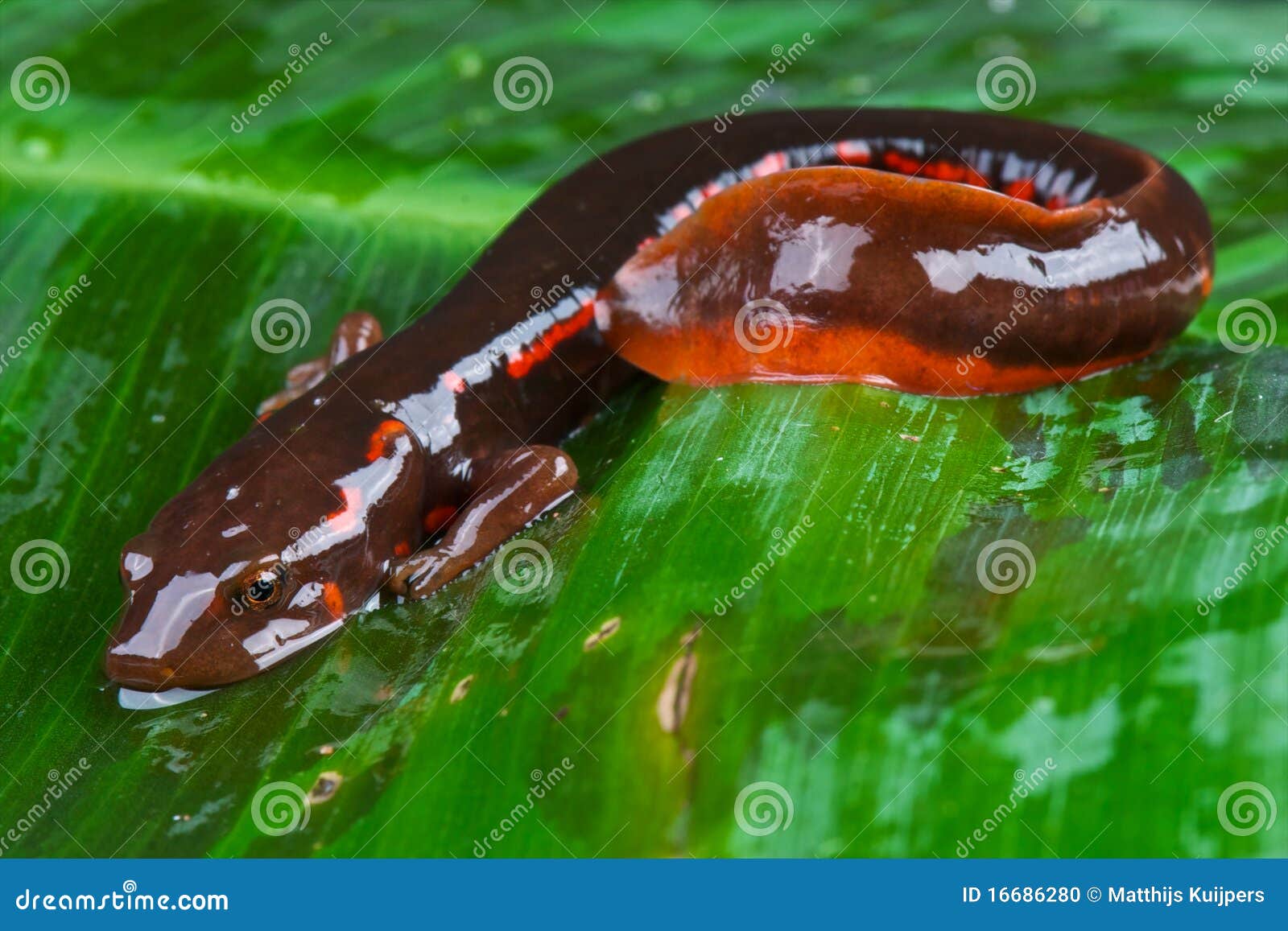 Paddletail newt stock photo. Image of pets, stream, rivers - 16686280
