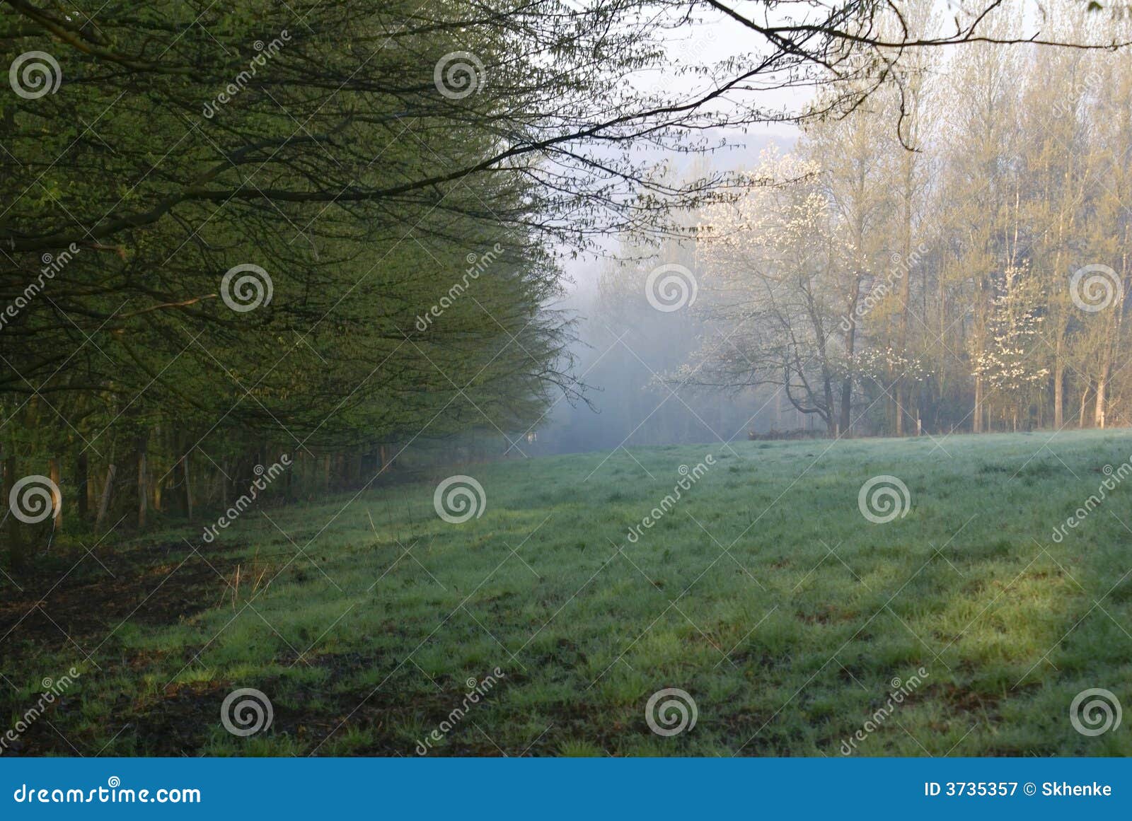 Paddock at Dawn stock image. Image of nature, farm, dawn - 3735357