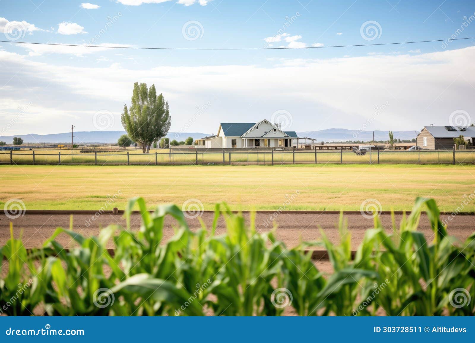 Paddock with Rows of Corn and Ranch in the Distance Stock Image - Image ...