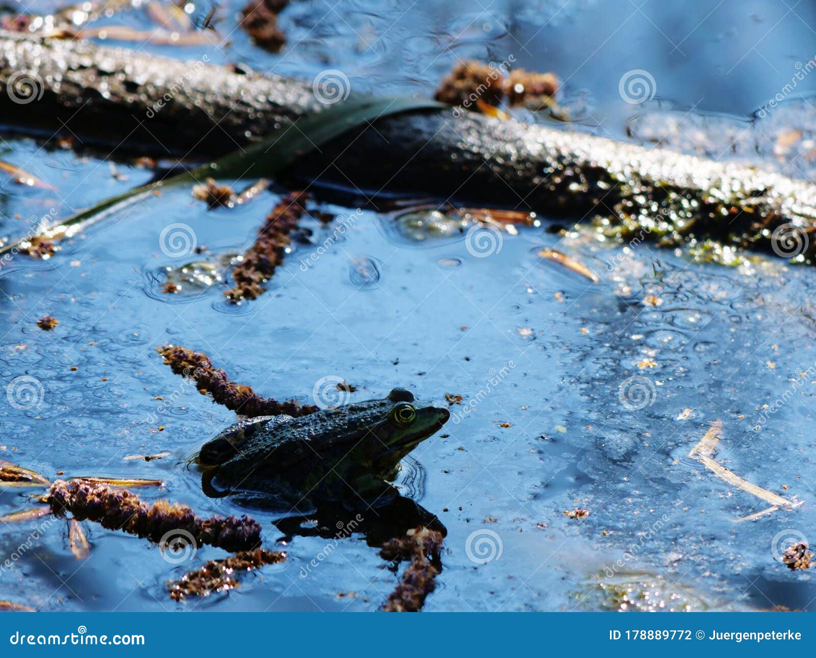 Toad Siiting on a Branch in a Pond Stock Photo - Image of nature, wood ...