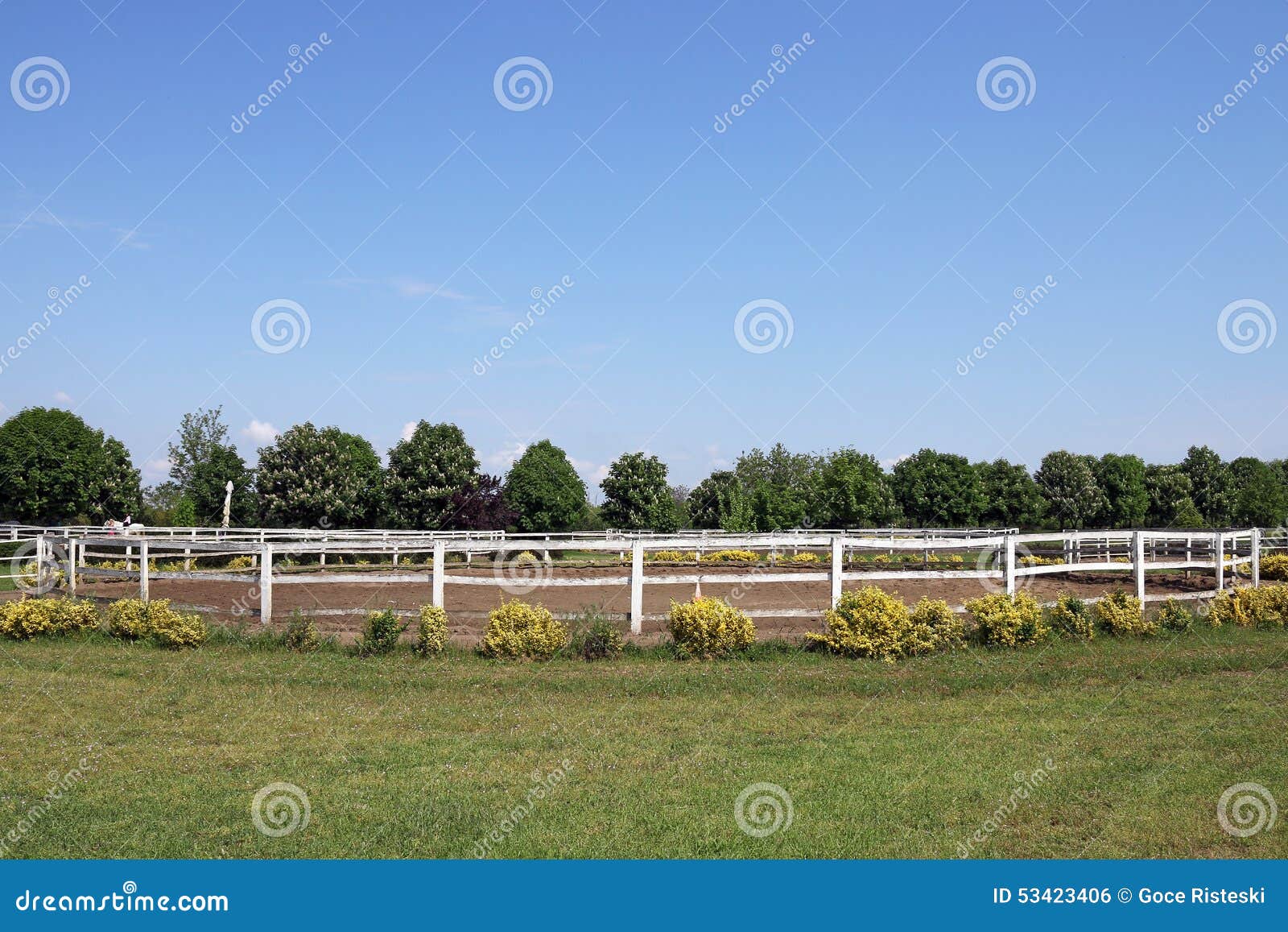 Paddock trees and blue sky stock photo. Image of green - 53423406