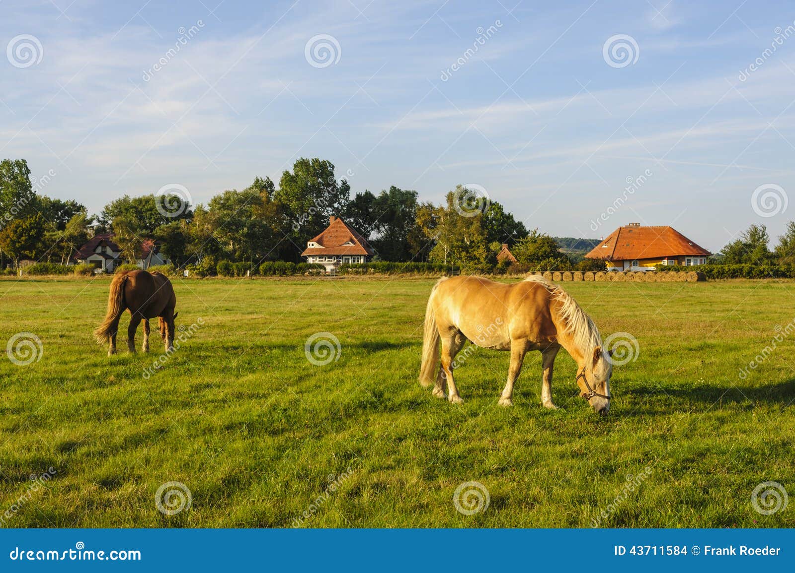 Paddock stock photo. Image of side, trees, hiddensee - 43711584