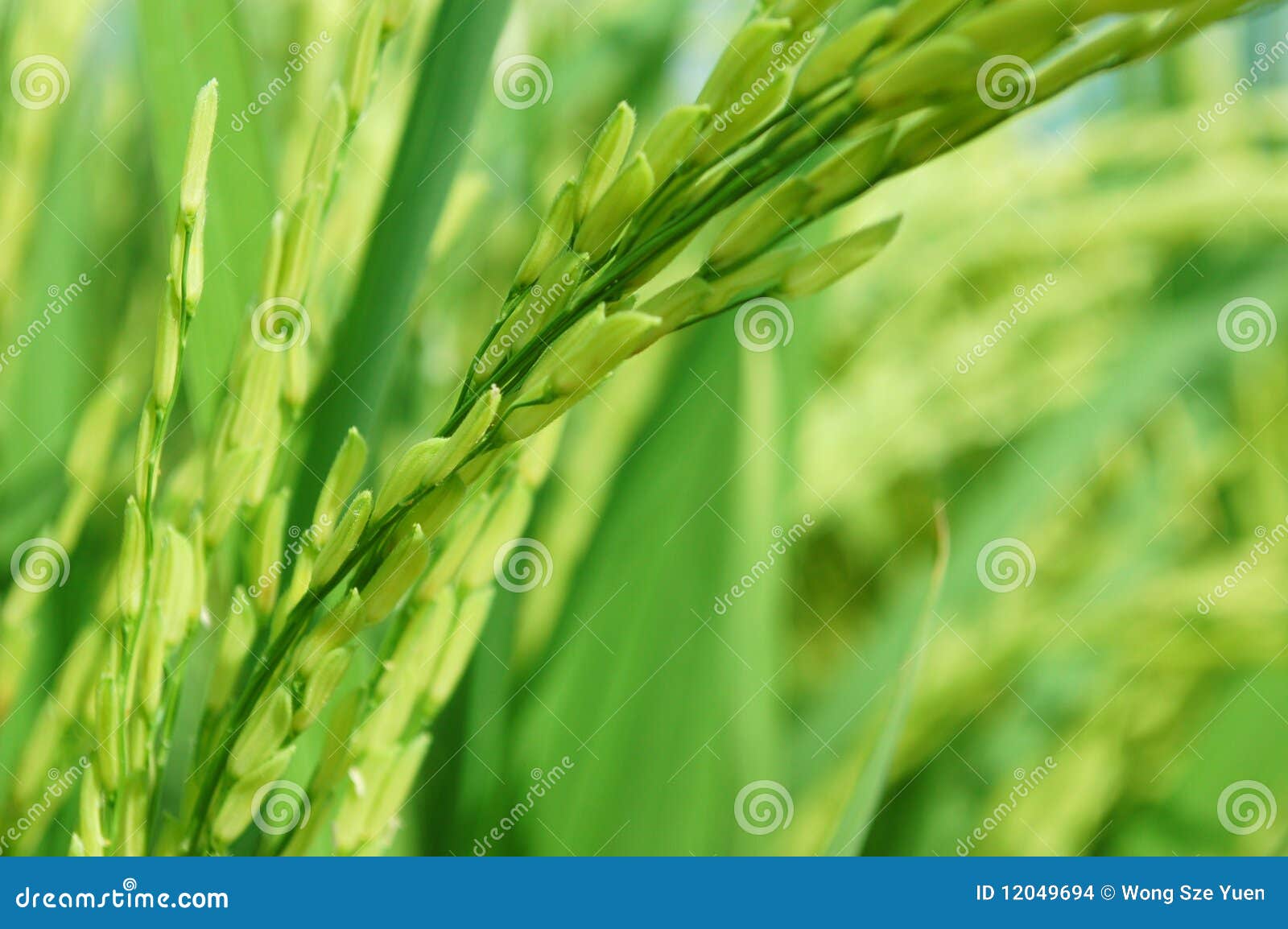 Paddy stock photo. Image of asia, economy, japan, food - 12049694