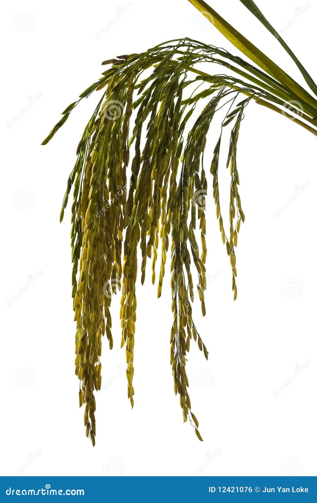 Paddy stock photo. Image of golden, organic, ripe, crops - 12421076