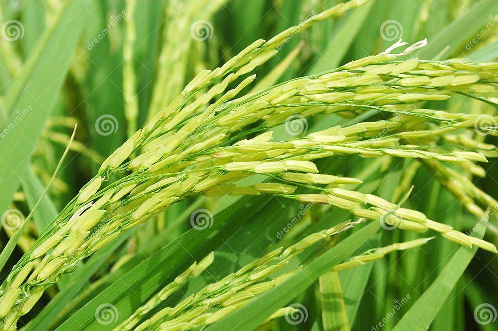 Paddy stock photo. Image of grow, leaves, background - 13554444