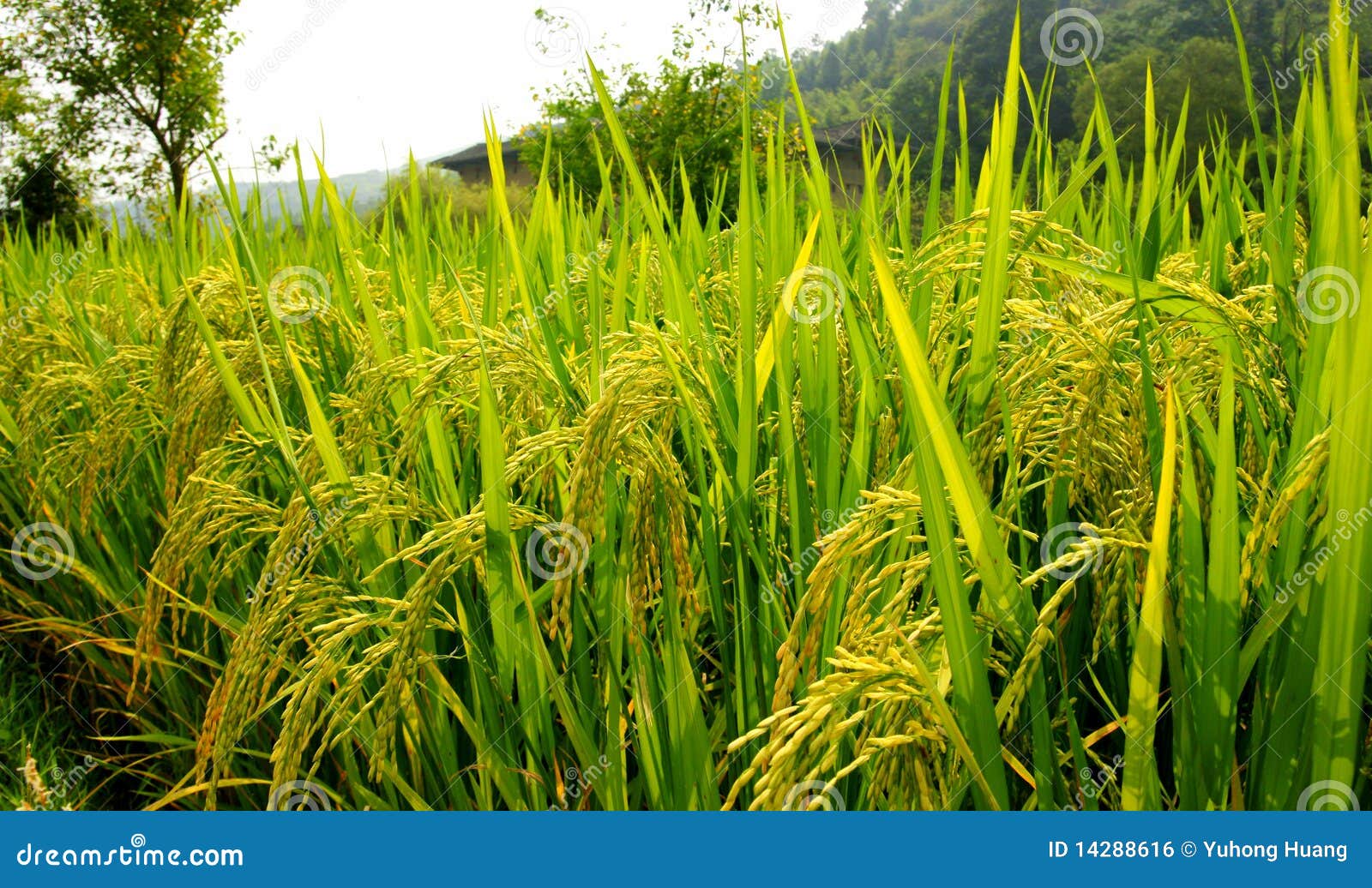 Paddy stock photo. Image of farming, context, lush, fruits - 14288616