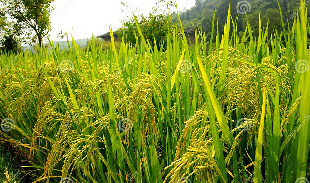 Paddy stock photo. Image of farming, context, lush, fruits - 14288616