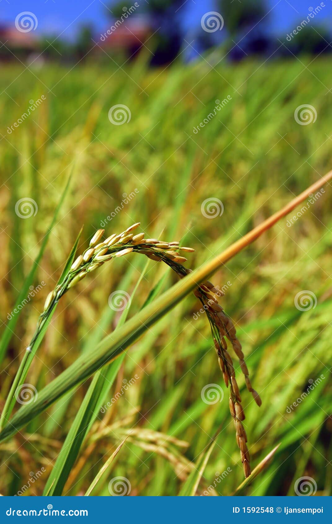 Paddy stock photo. Image of asia, divide, grain, farming - 1592548