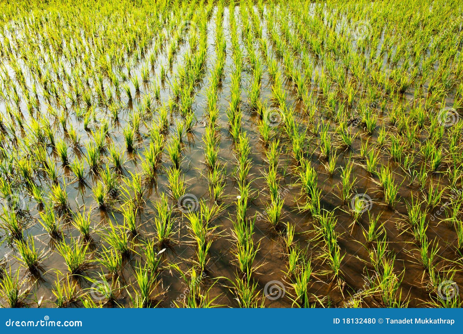 Paddy stock photo. Image of grow, landscape, asia, detail - 18132480