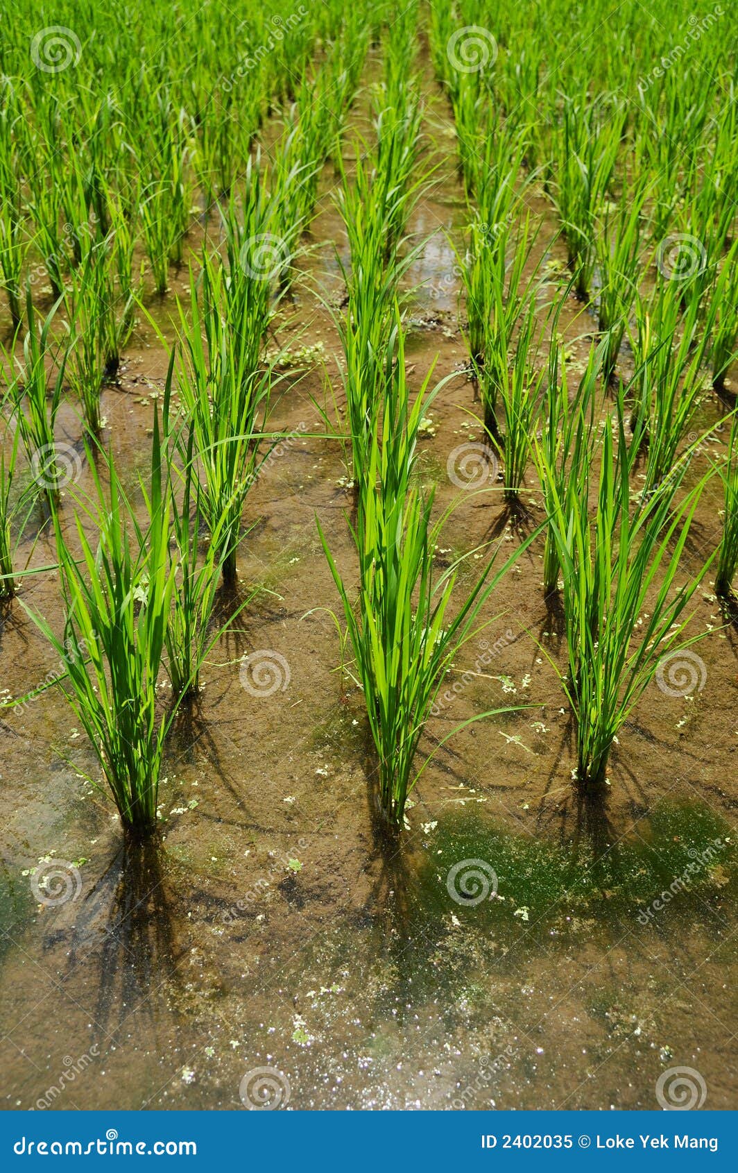 Paddy stock image. Image of crop, asia, plants, natural - 2402035