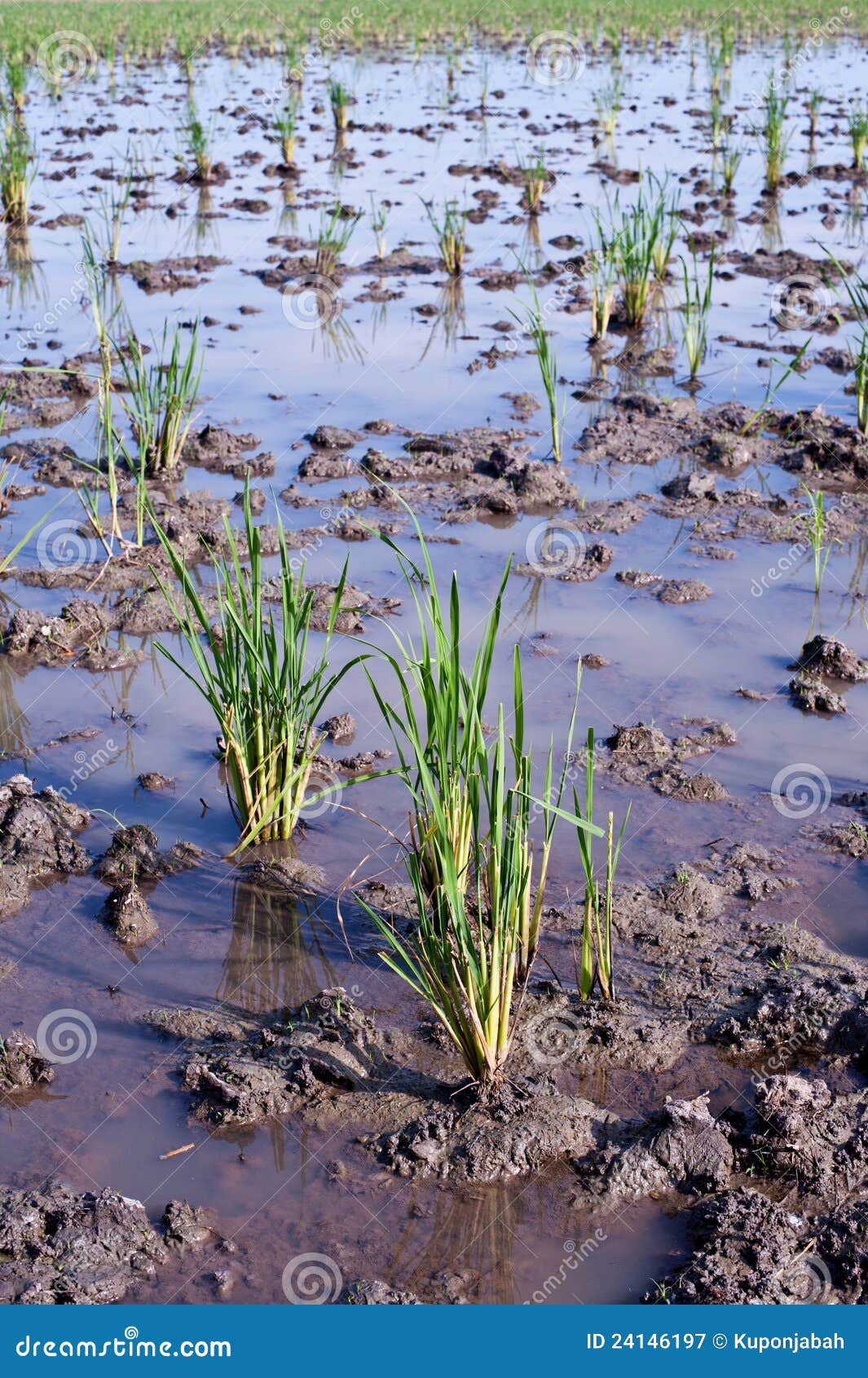 Paddy stock image. Image of beautiful, abundance, blue - 24146197