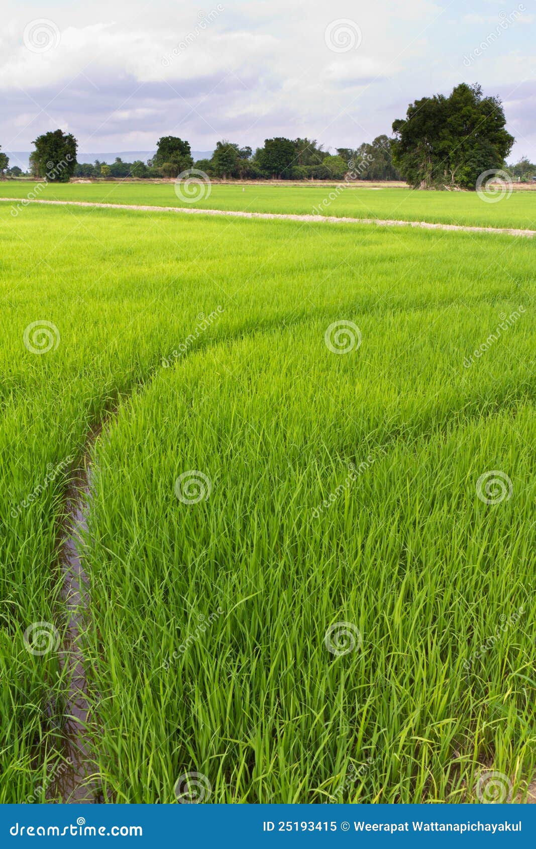 Paddy stock image. Image of agriculture, growing, land - 25193415