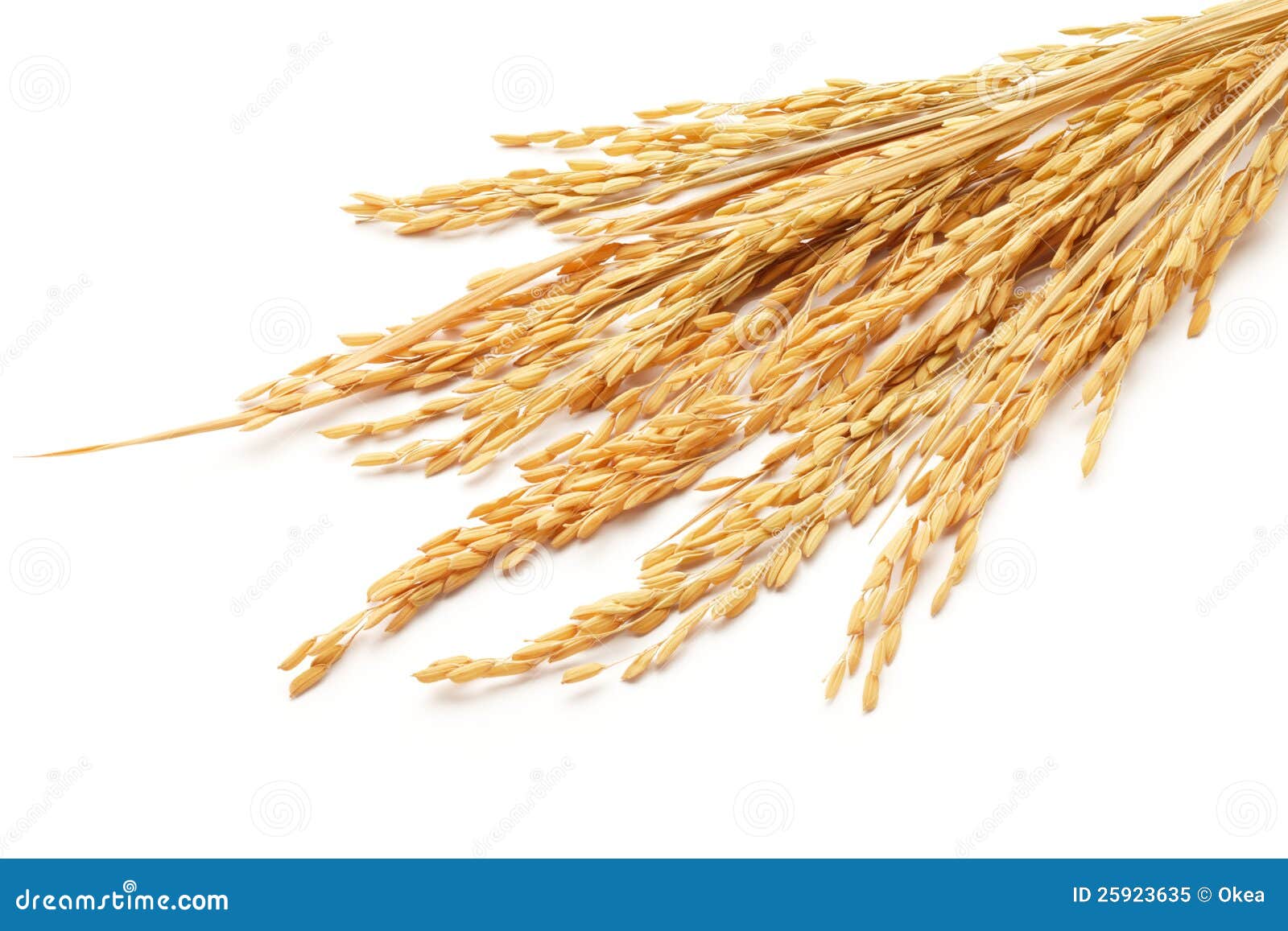 Paddy stock image. Image of background, ingredient, oryza - 25923635
